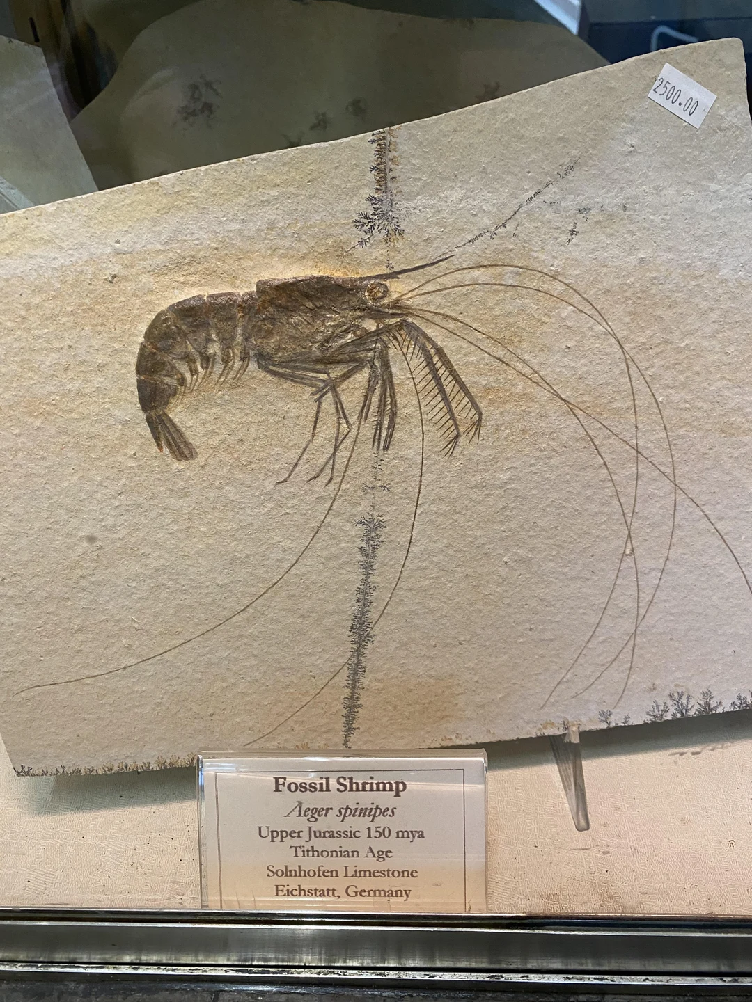 Mr. Shrimp! | Scrolller