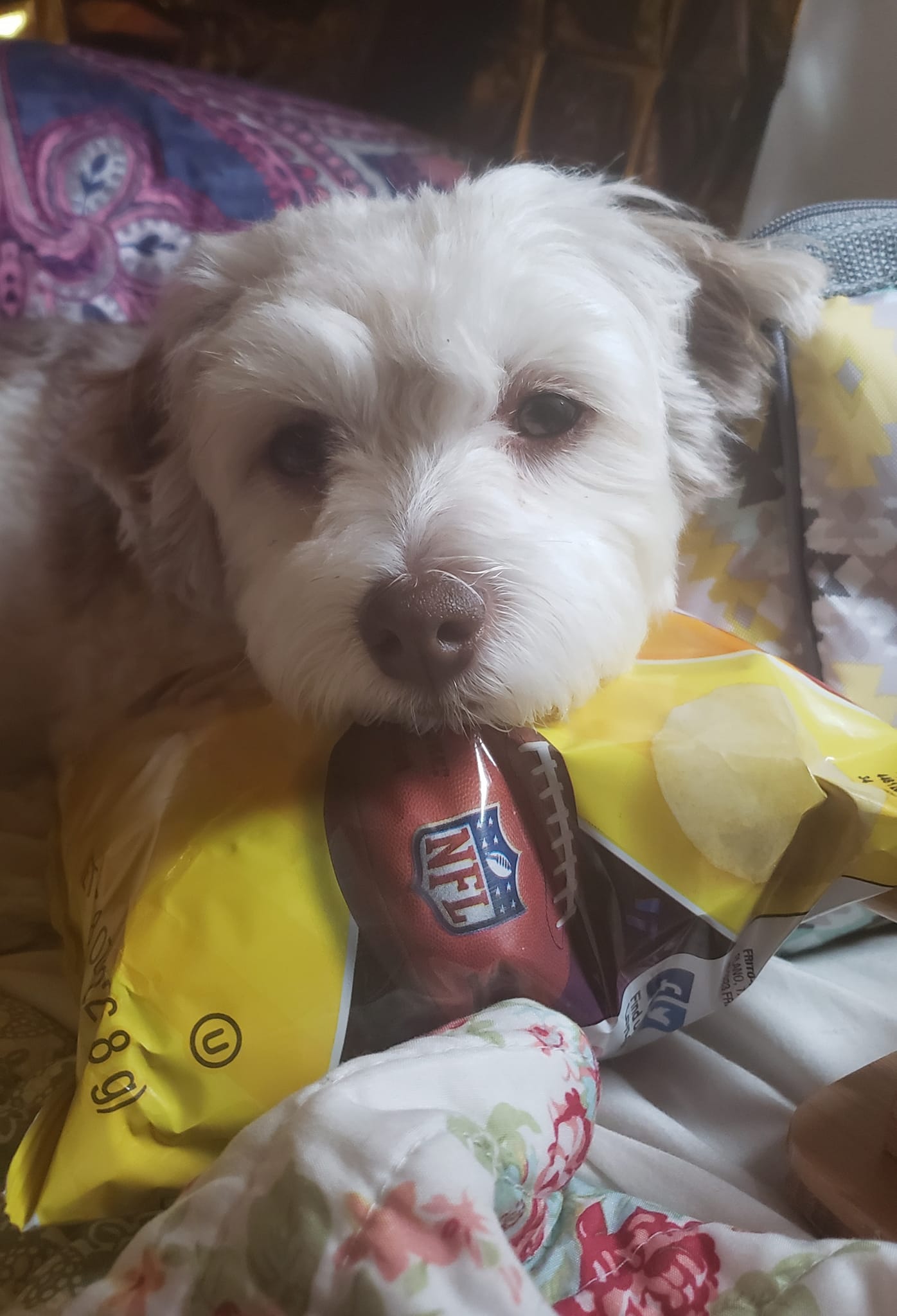 Guarding the chips | Scrolller