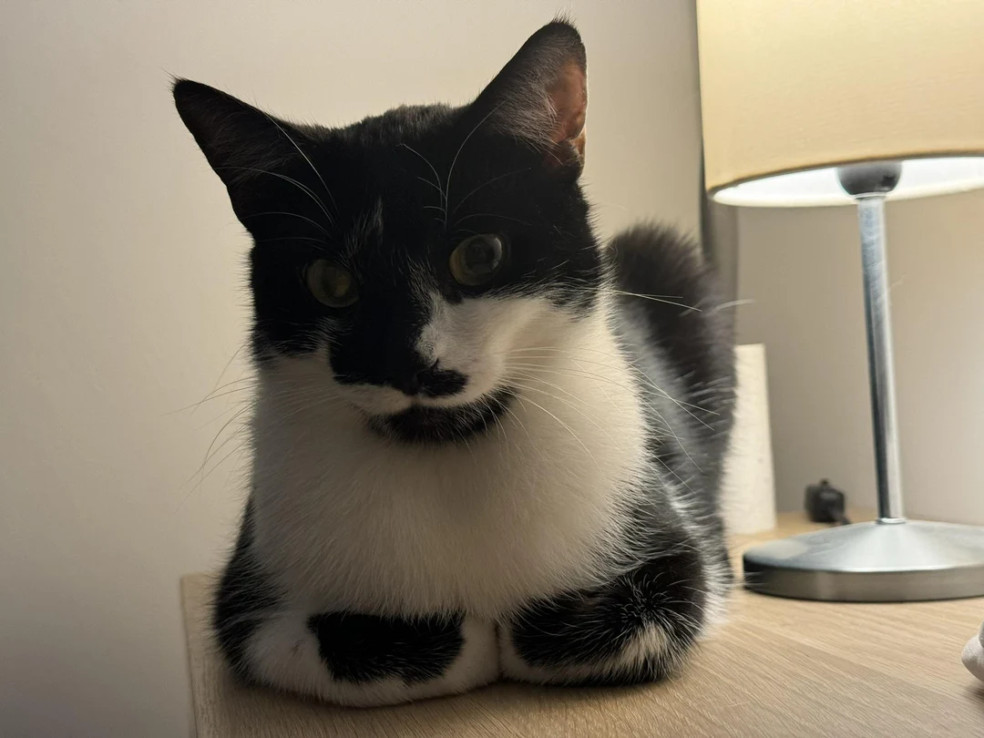 Relaxing on the bedside table | Scrolller