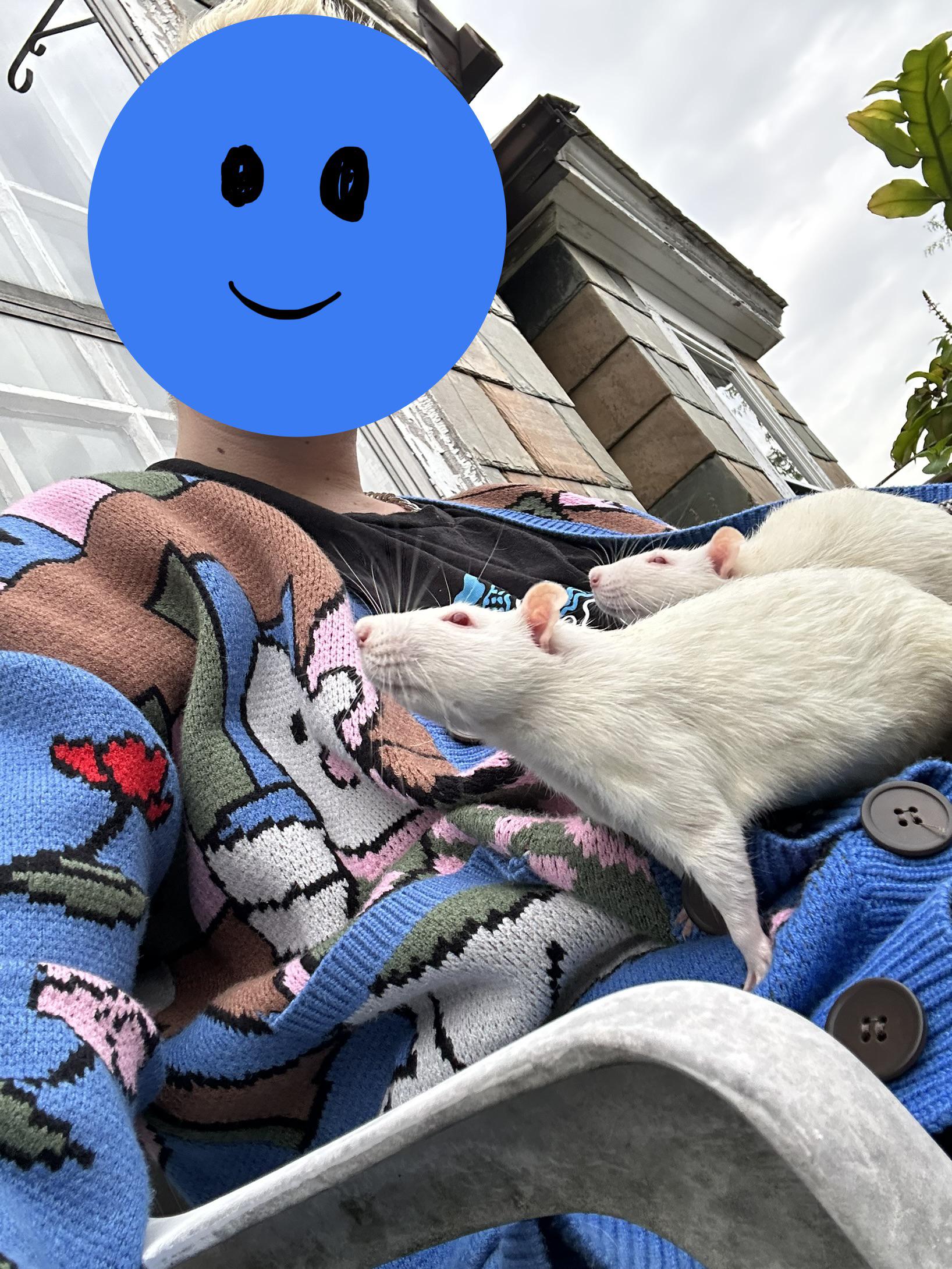 Rats on the rat sweater | Scrolller