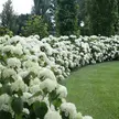 White Hydrangeas | Scrolller