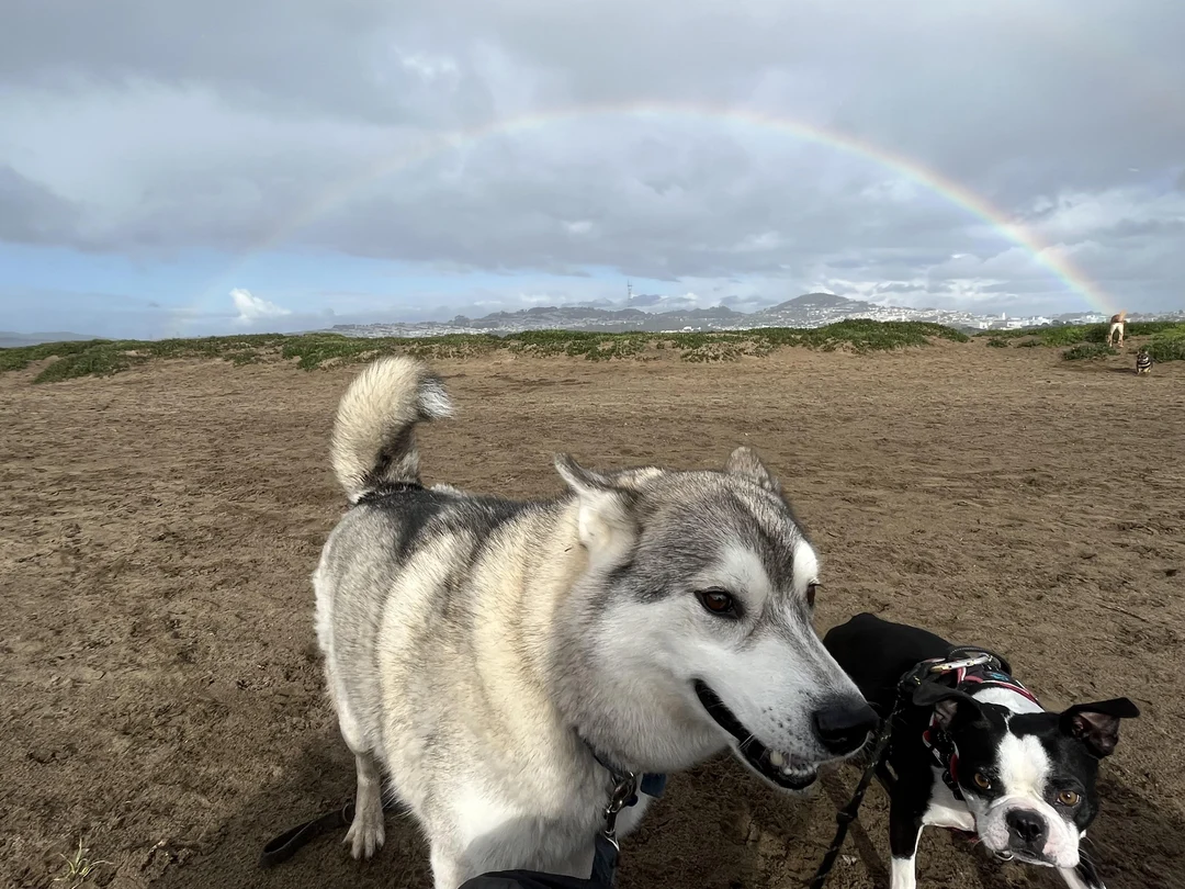 Husky Bow! | Scrolller