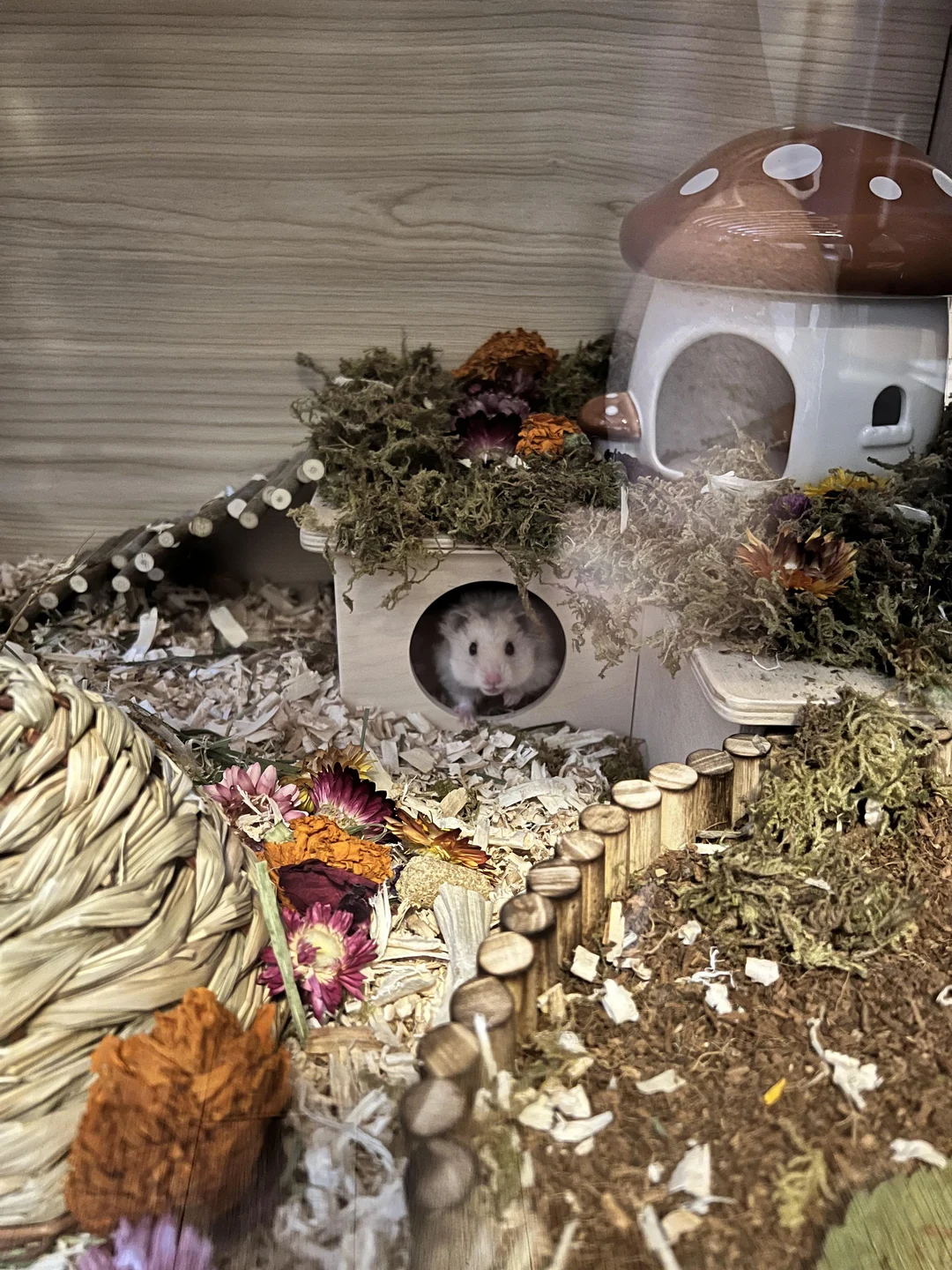 A few questions | Scrolller