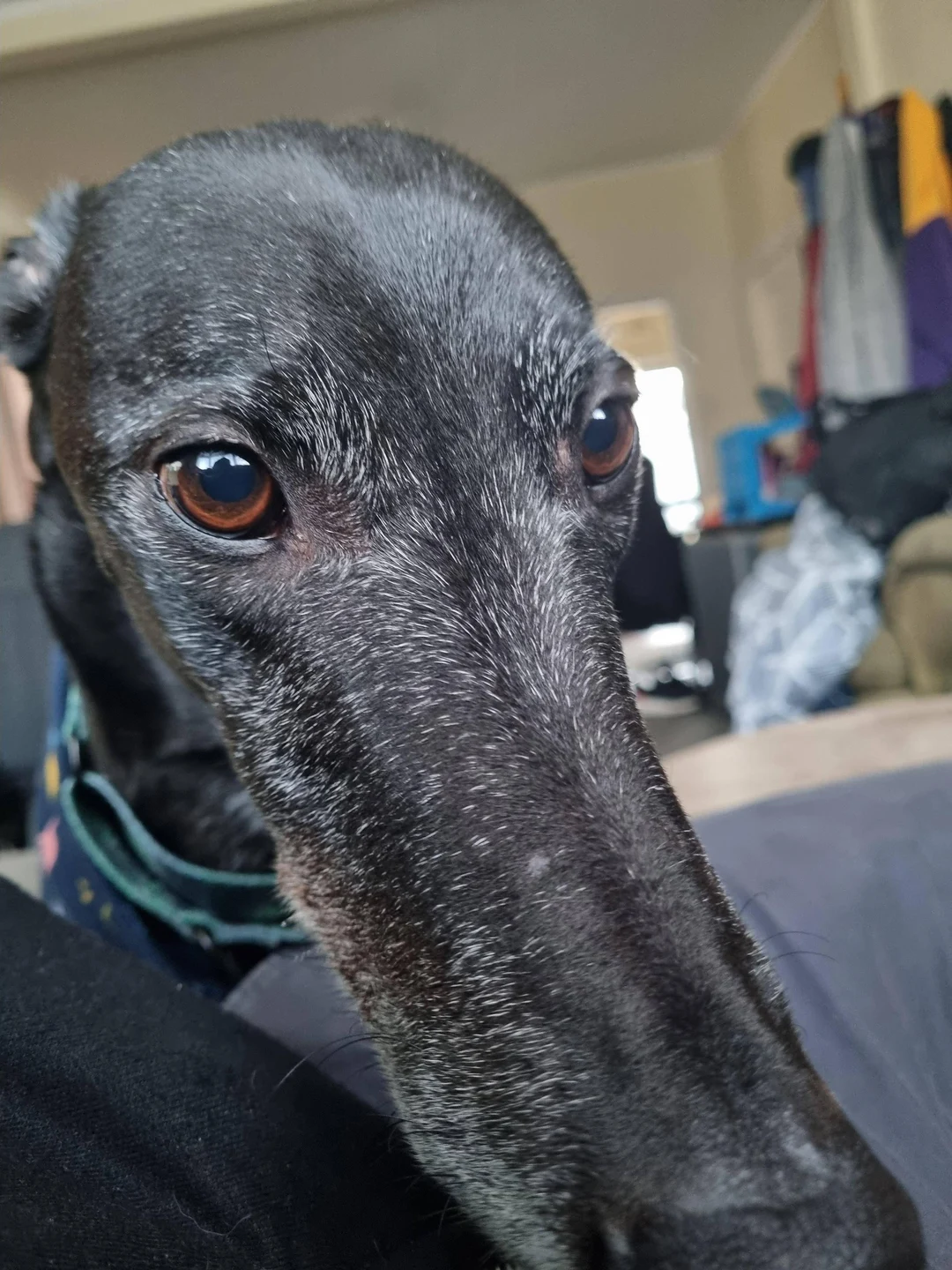 All snoot, all the time | Scrolller