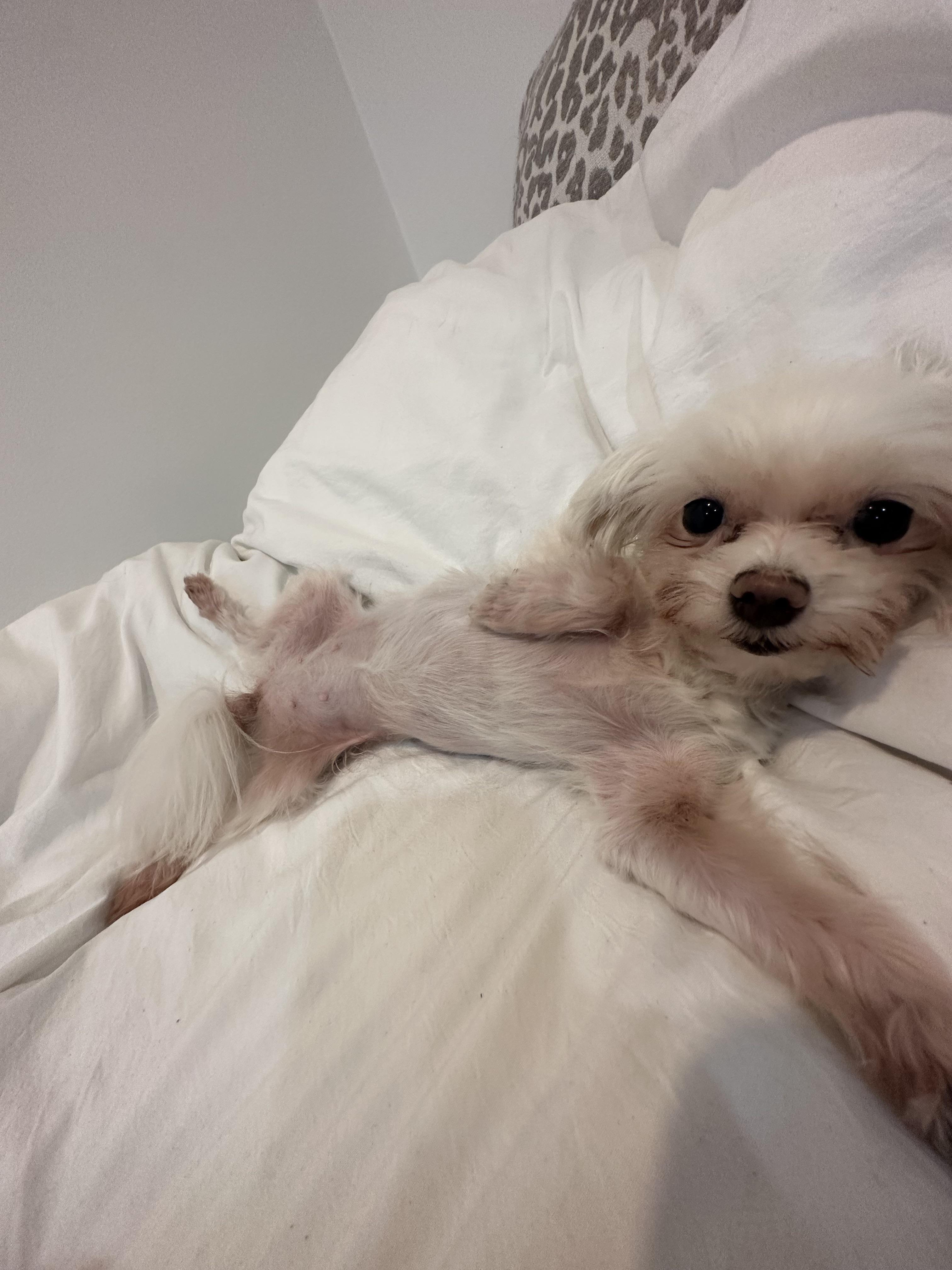 Luna loves her belly rubs! | Scrolller