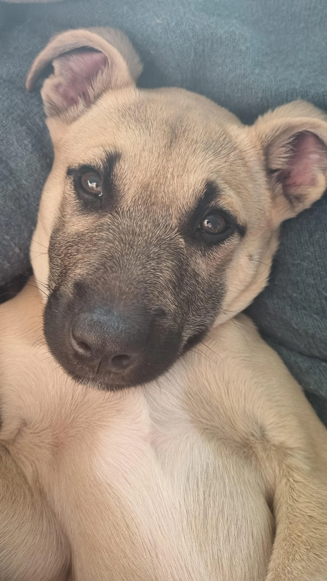 Her name is Connie, and sometimes she likes to impersonate Alf | Scrolller