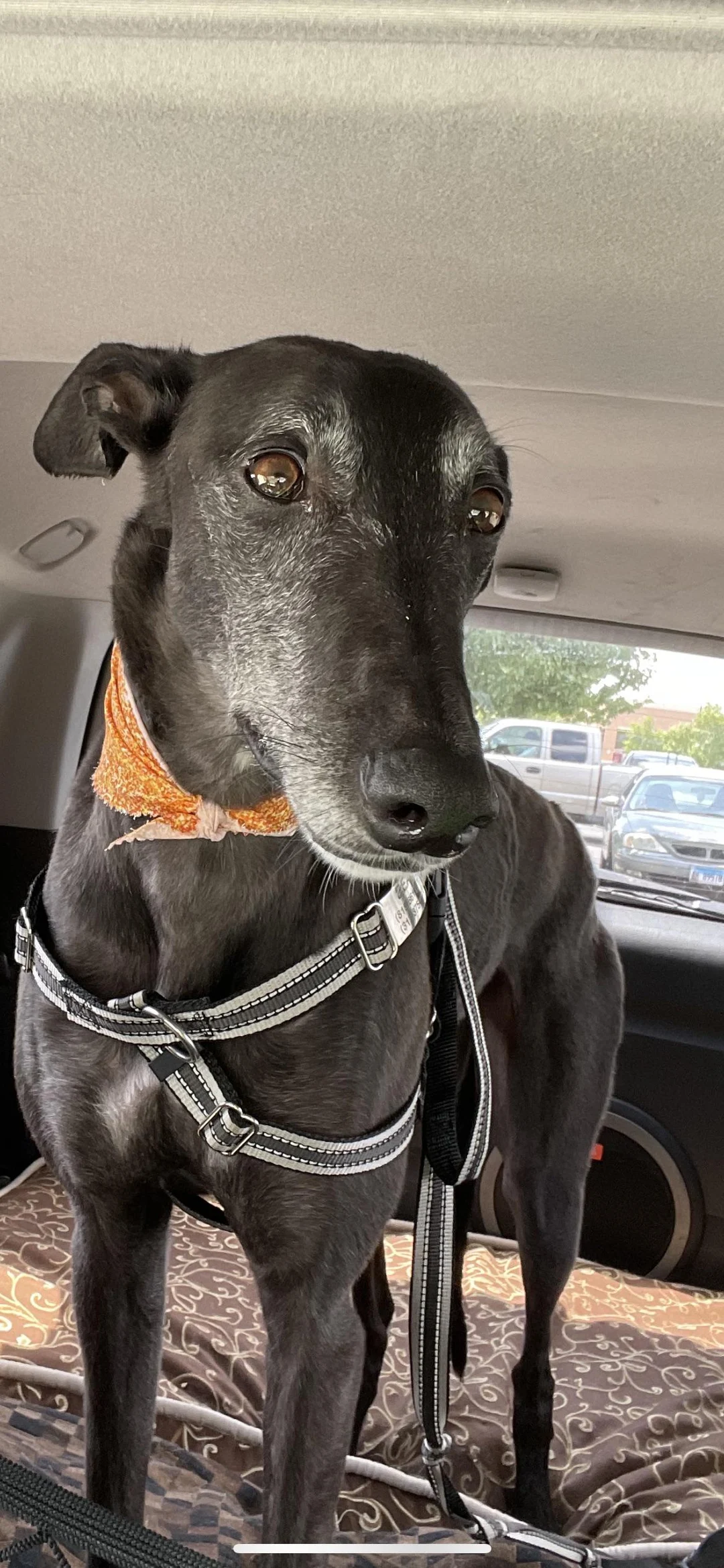 Happy Gotcha Day to my crazy 🐻 | Scrolller