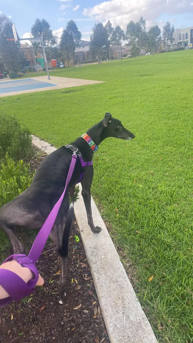 Elegant pee | Scrolller