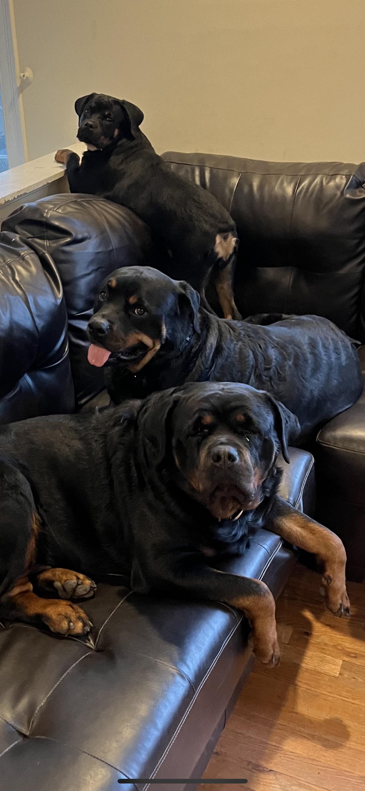 Triple trouble | Scrolller