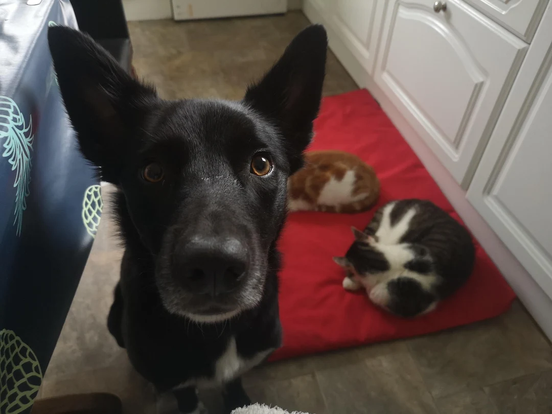 Ollie is not impressed with this situation | Scrolller