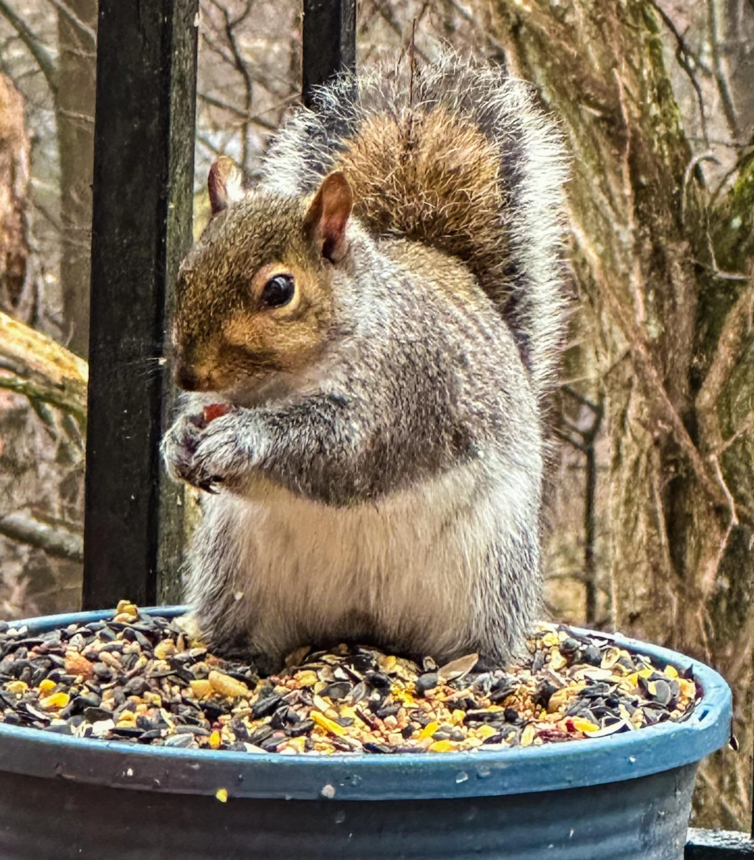 Nothing like sitting in a pot full of snacks. Happy squirrel. | Scrolller
