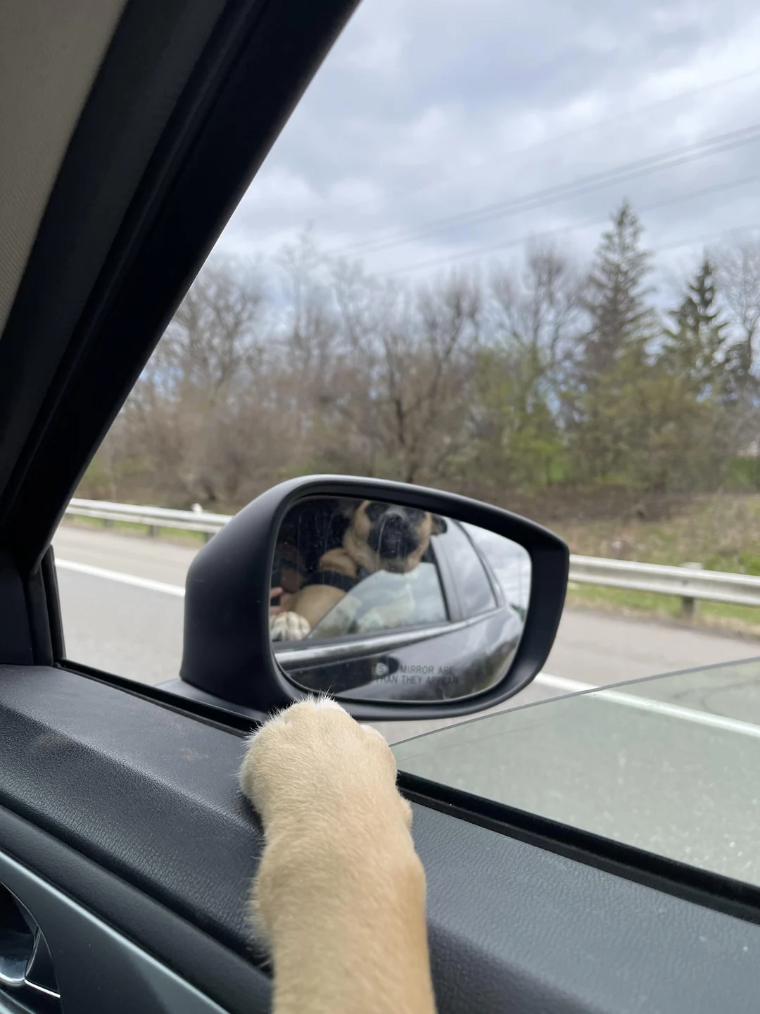 Pupper POV | Scrolller