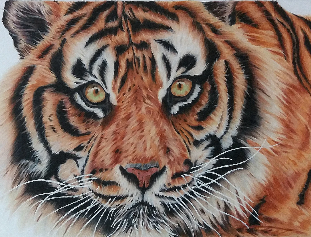 Discover more like Art: Sumatran tiger, Me, Colored pencils, 2021 and Related Content | Scrolller
