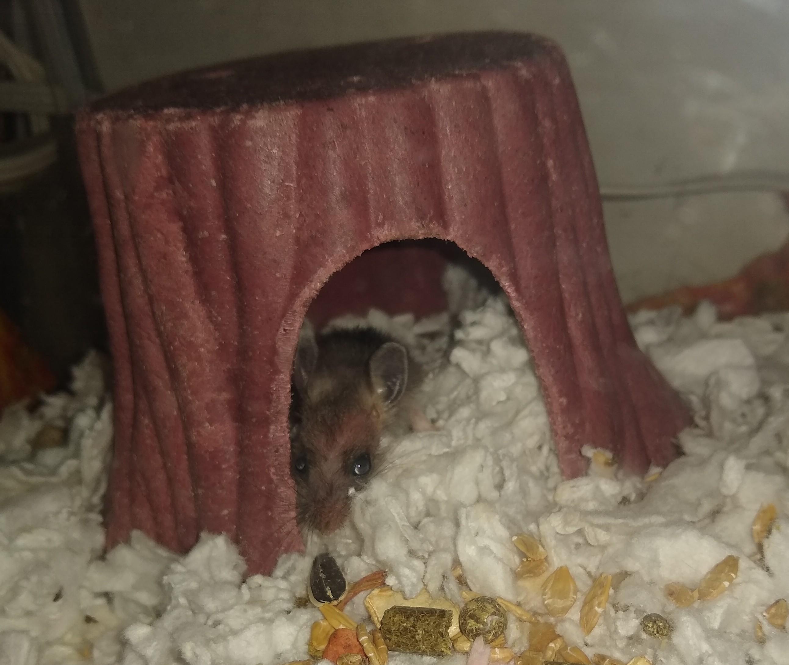 Snuck a photo of my kangaroo looking mouse. | Scrolller