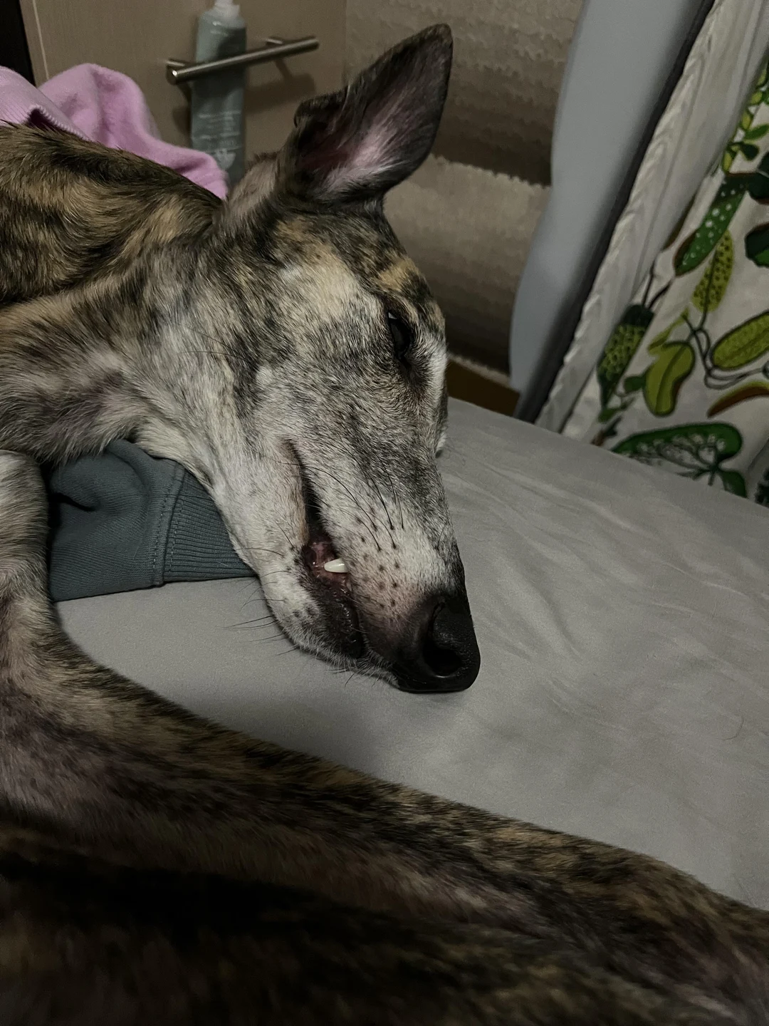 A tooth and an ear! Rare sighting. | Scrolller