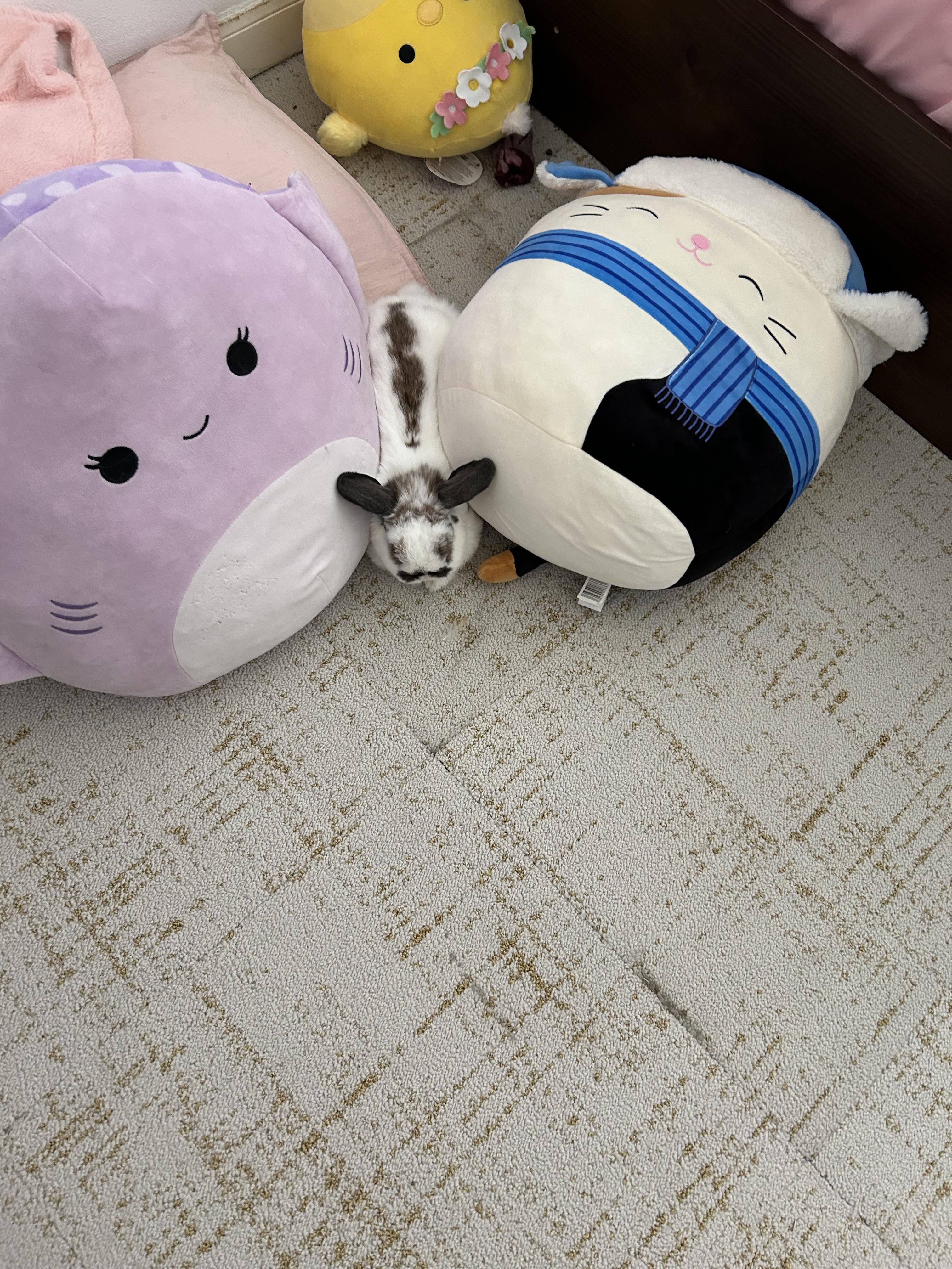 Discover more like Rabbits: Squished and Related Content | Scrolller