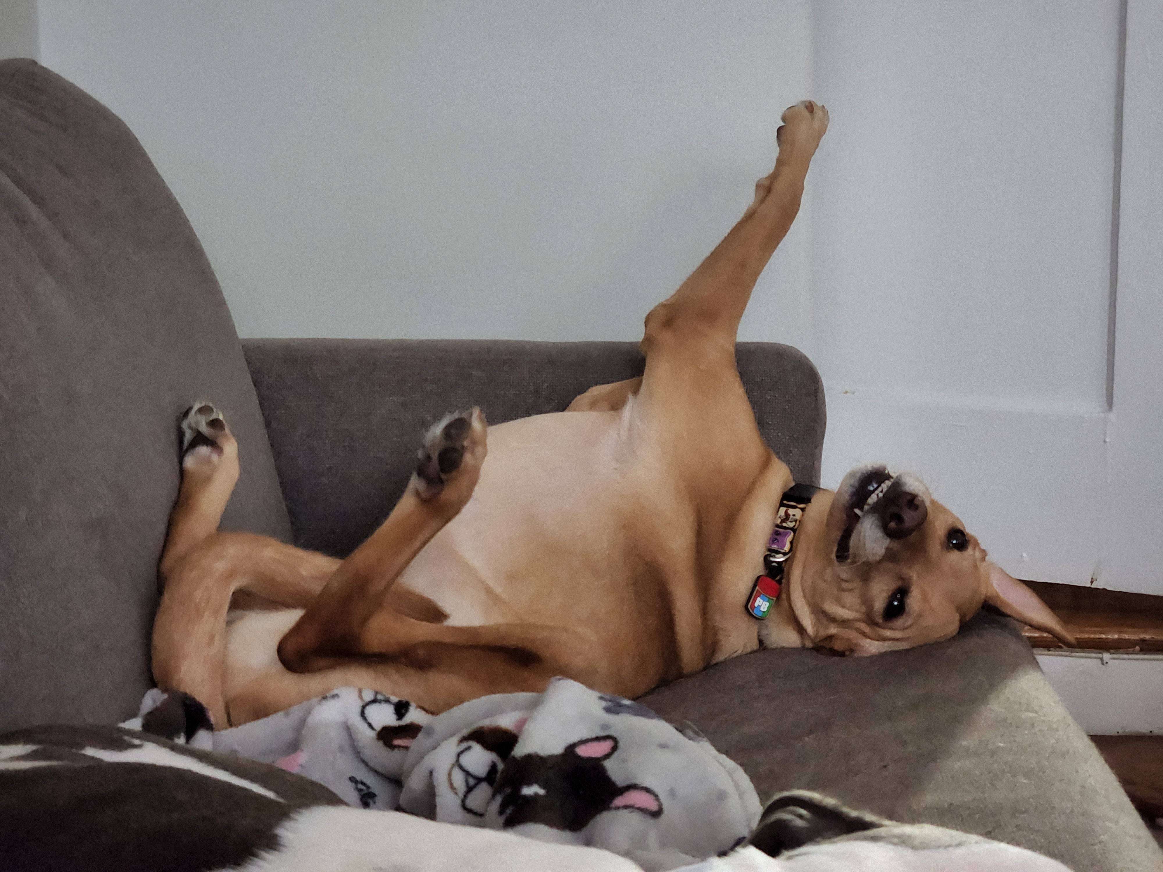 Why Is My Dog so Derpy | Scrolller