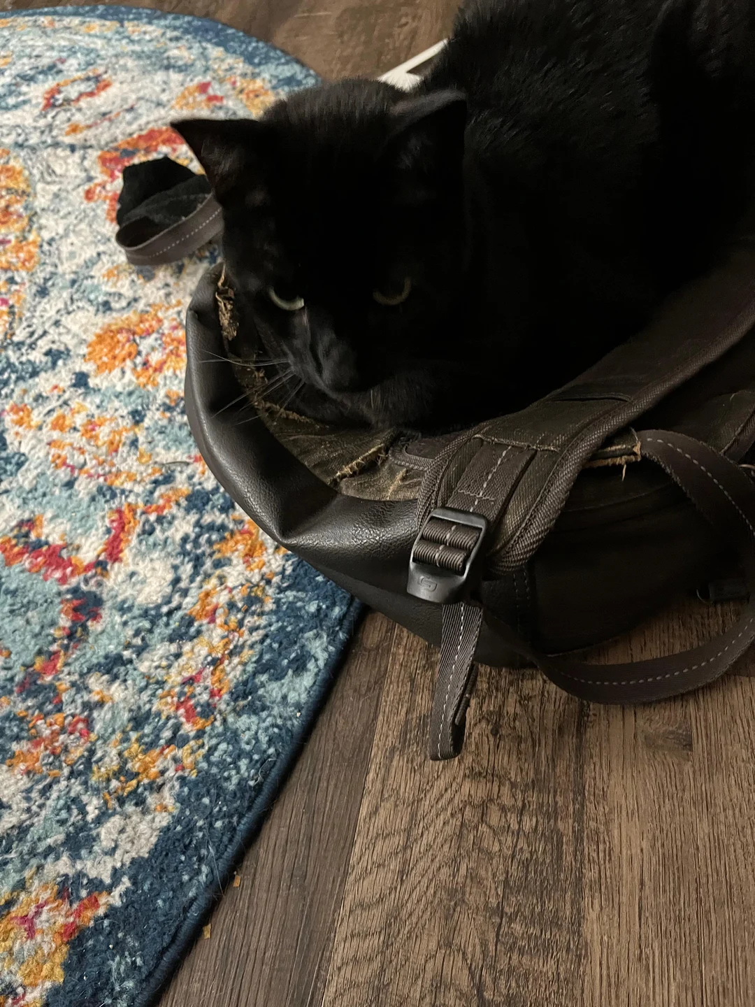 Discover more like TheCatTrapIsWorking: My gf’s backpack is his new fave trap and Related ...