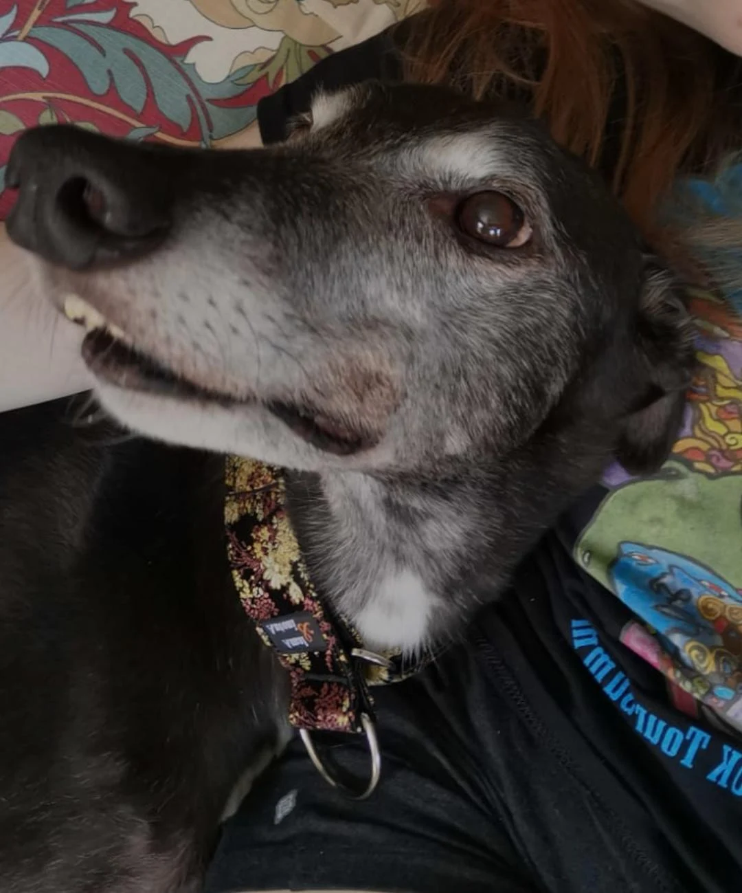 Discover more like Greyhounds: My rescued Harvey has dermatitis :( I was wondering if anyone had ...