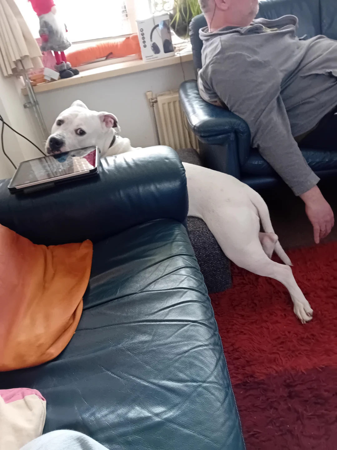 My pitty being silly again | Scrolller