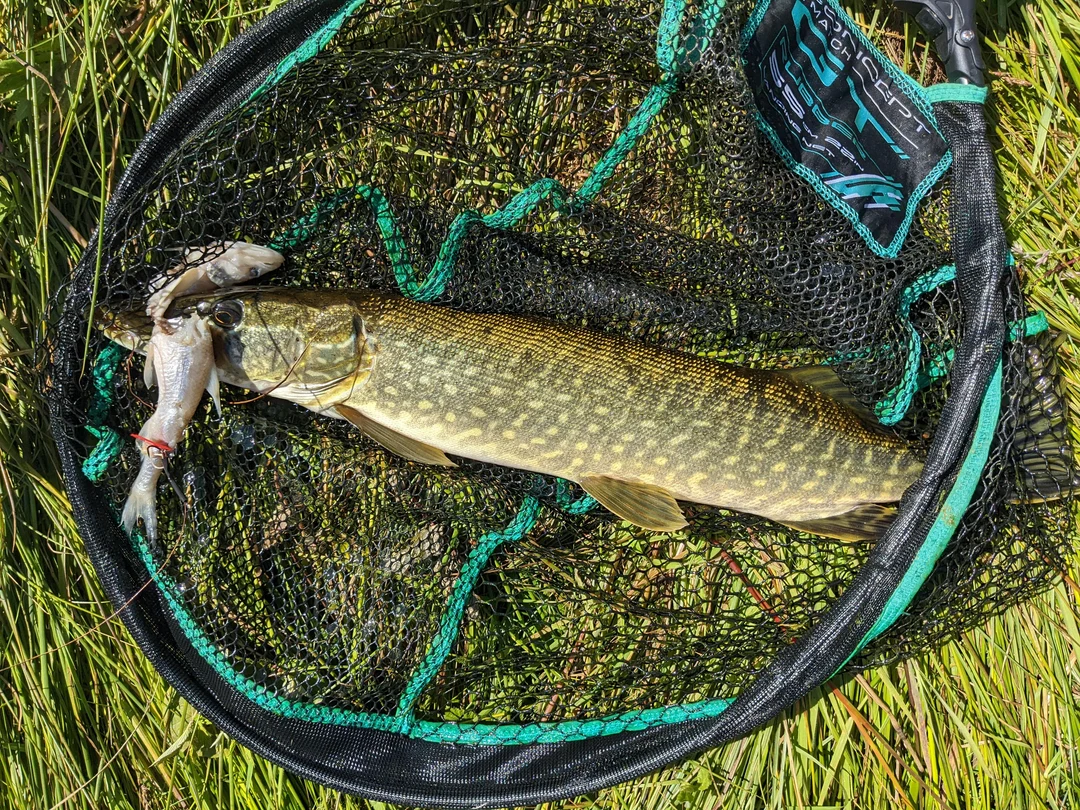 love fishing large baits for pike it's always comes with surprises | Scrolller
