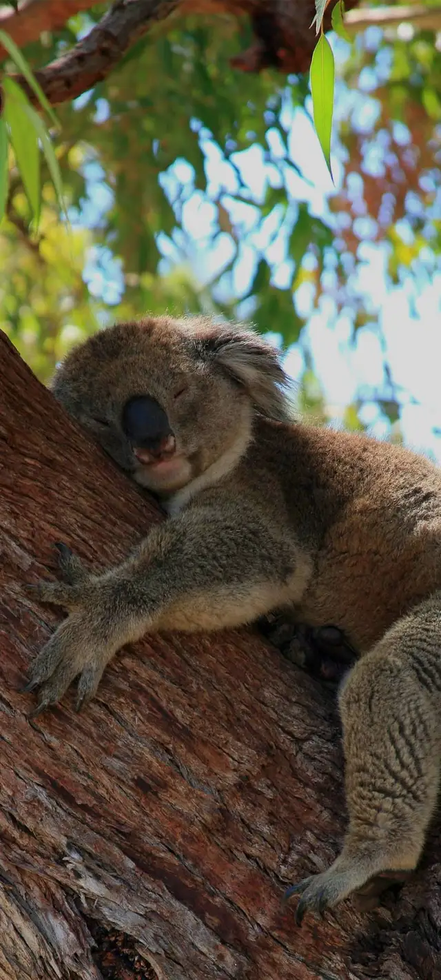 Napping koala phone wallpaper | Scrolller