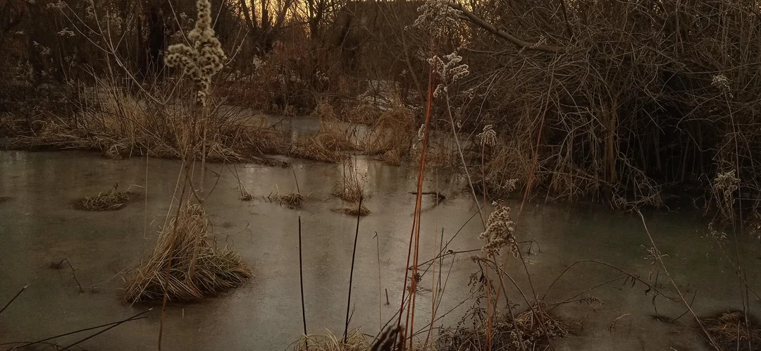 Frozen swamp in Kaliningrad region | Scrolller