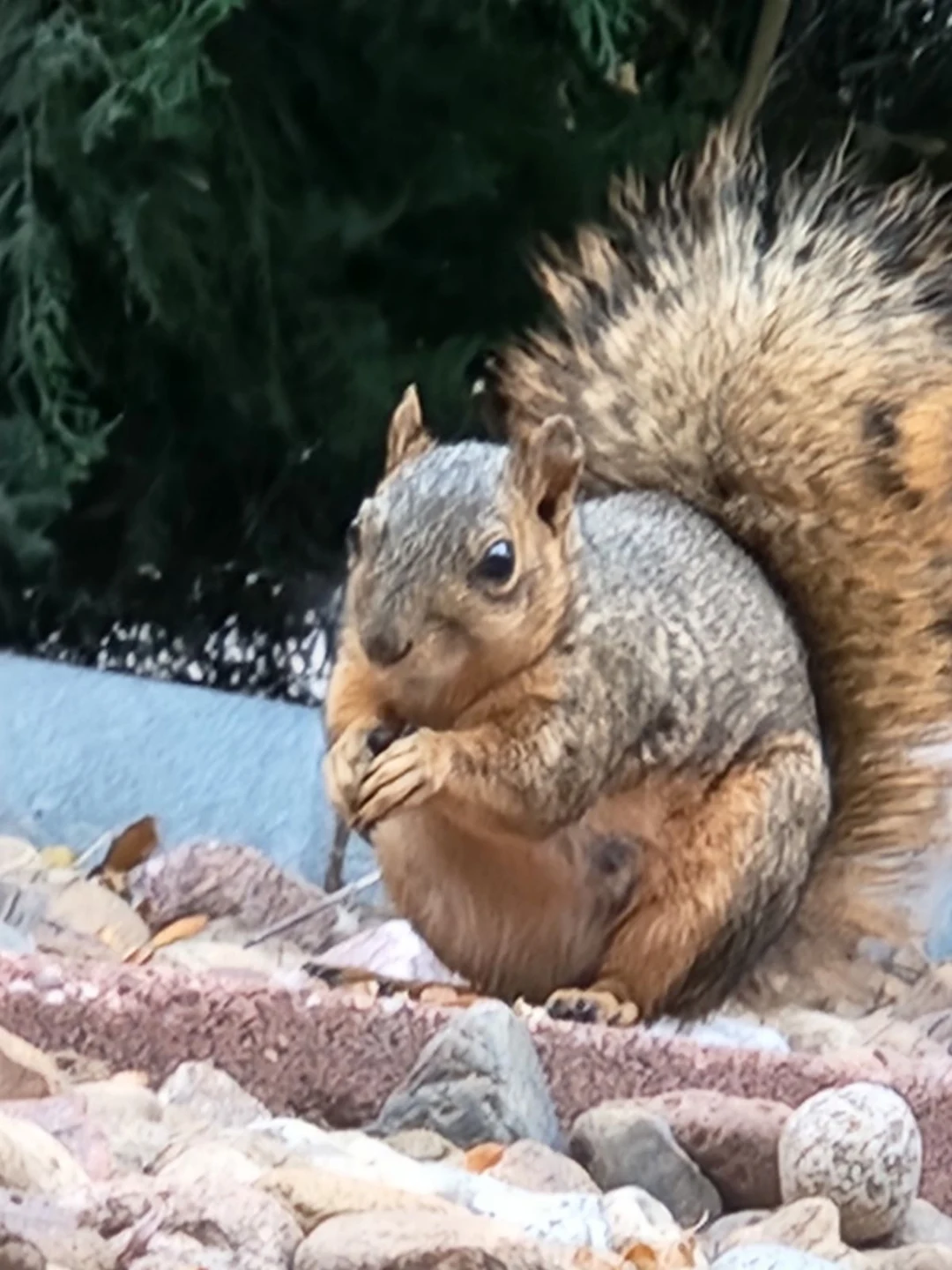 Appreciation post for this chonk. | Scrolller