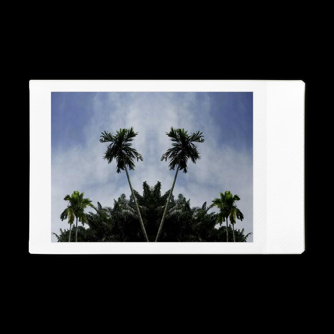 Palm Trees, Mirrored. Phuket, Thailand - 10Dec2022 - Instax mini Evo | Scrolller