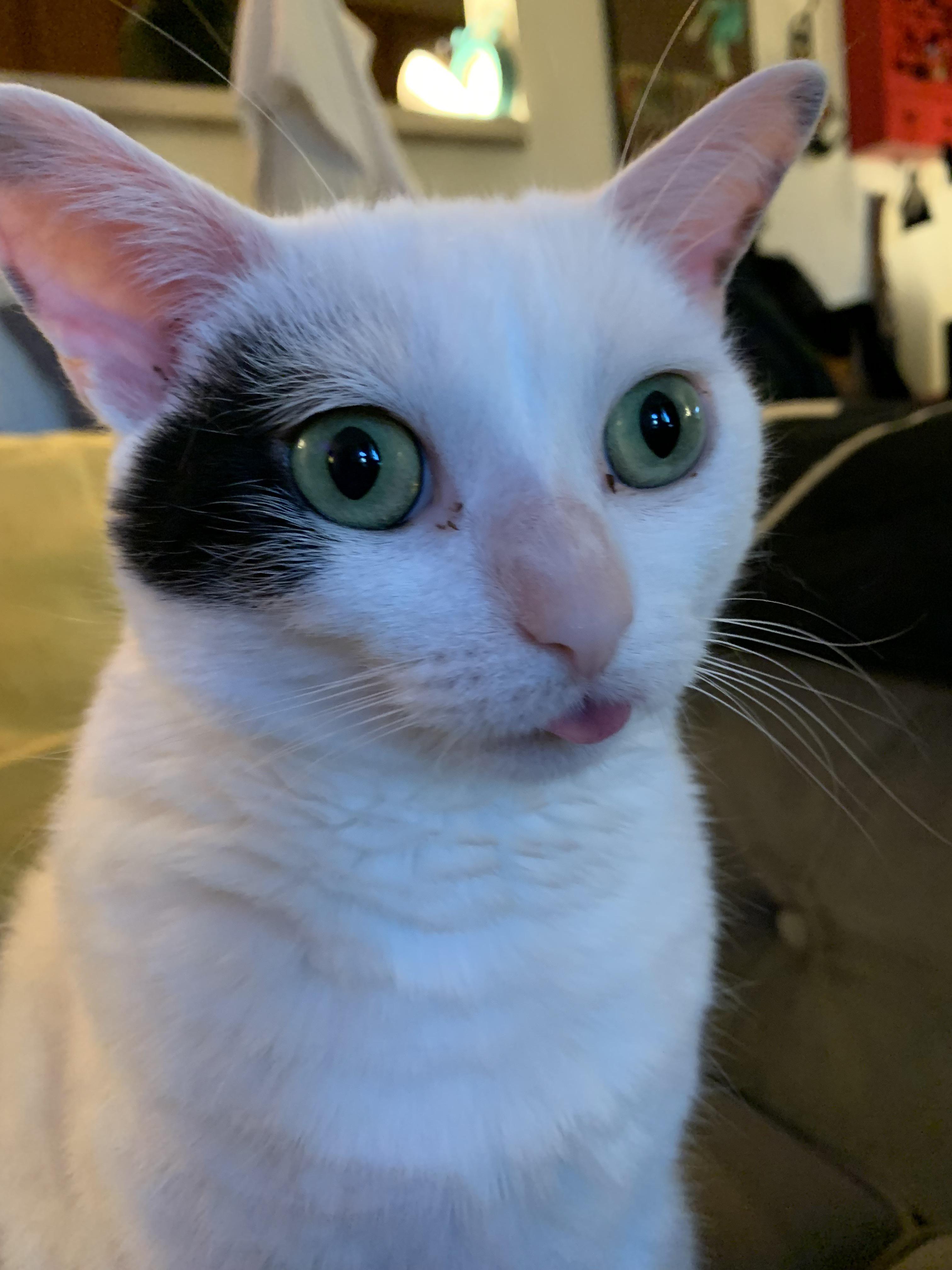 Blep | Scrolller