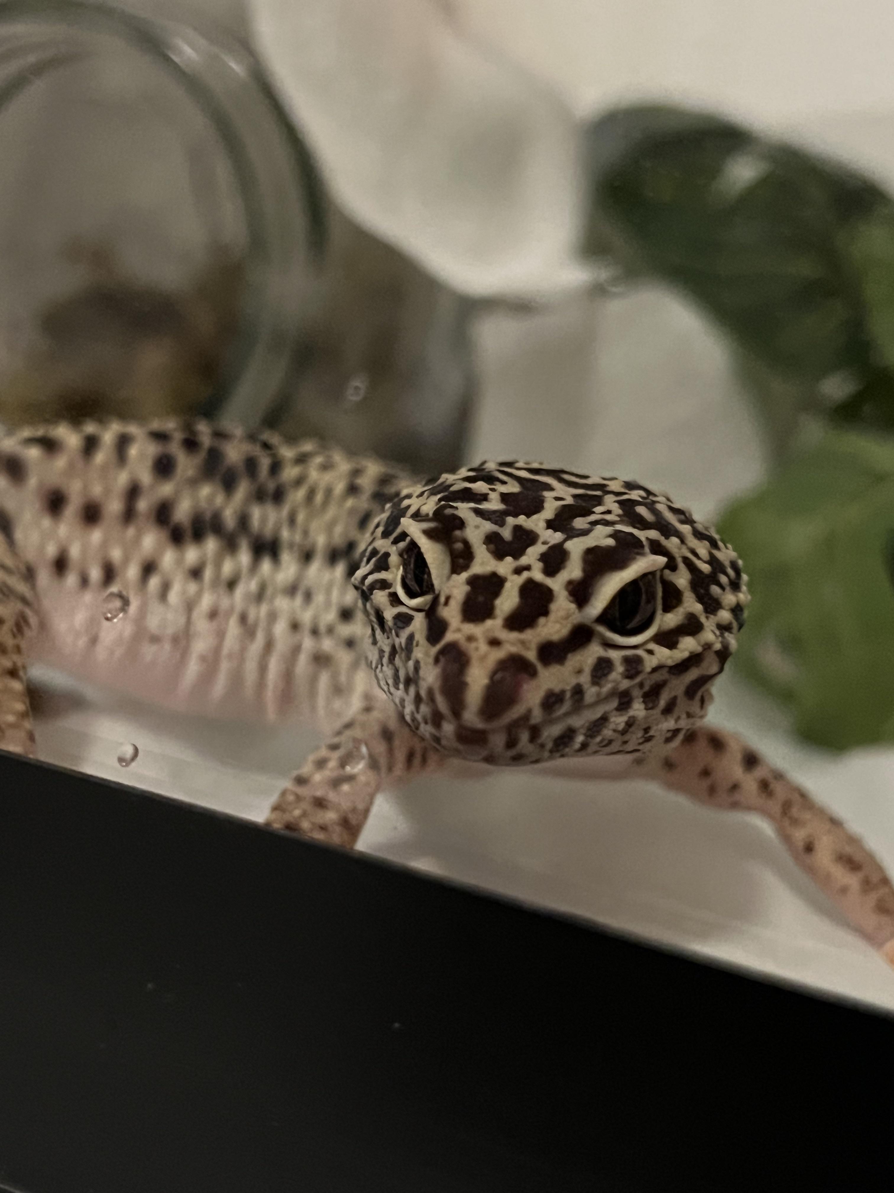 Stuck shed help | Scrolller