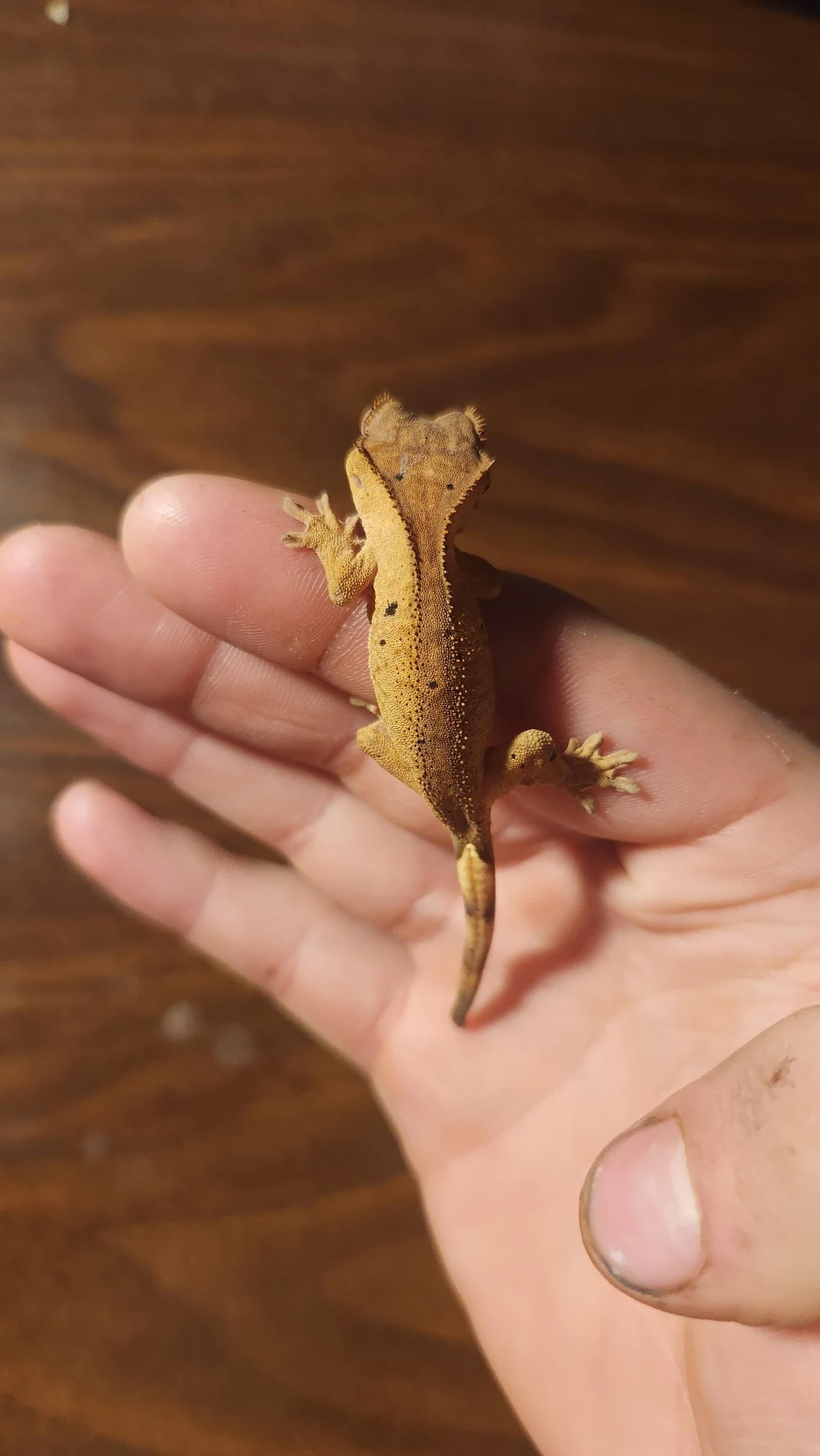 PLS help find lost crested gecko | Scrolller