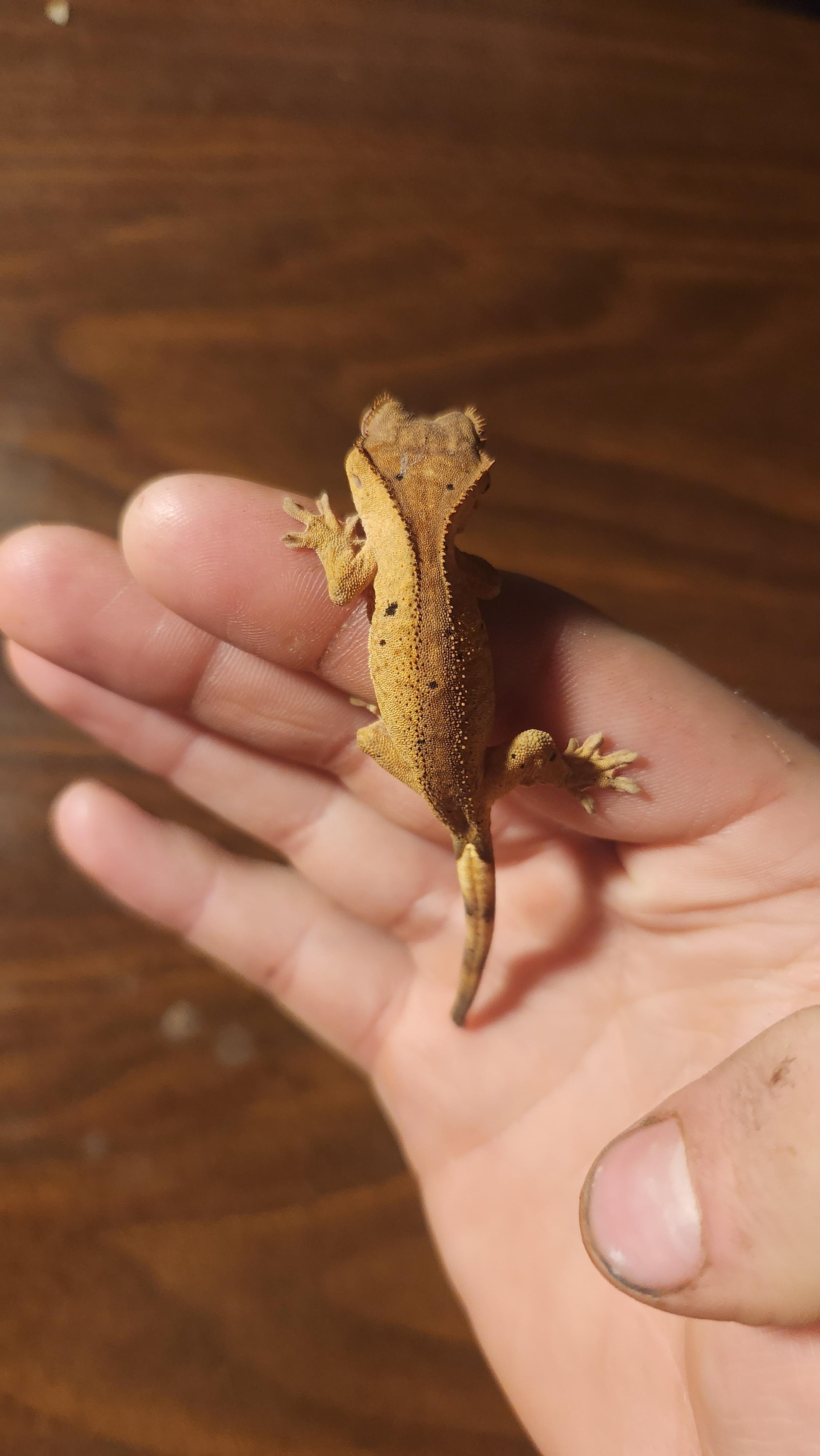PLS help find lost crested gecko | Scrolller