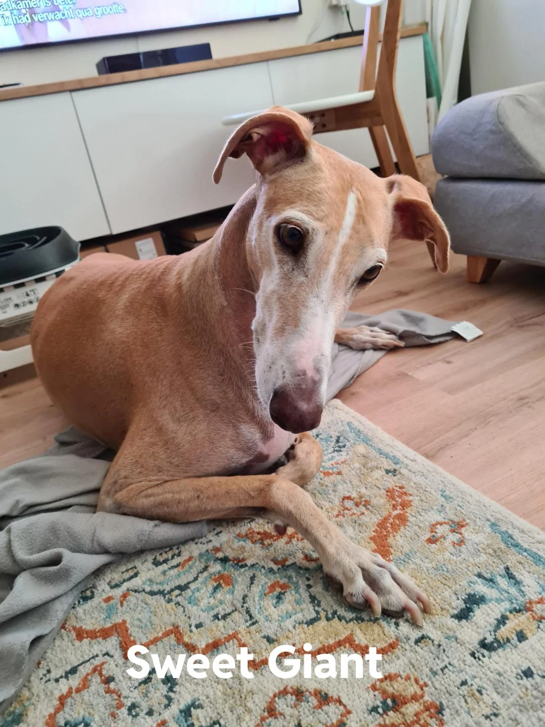 Our sweer Giant | Scrolller