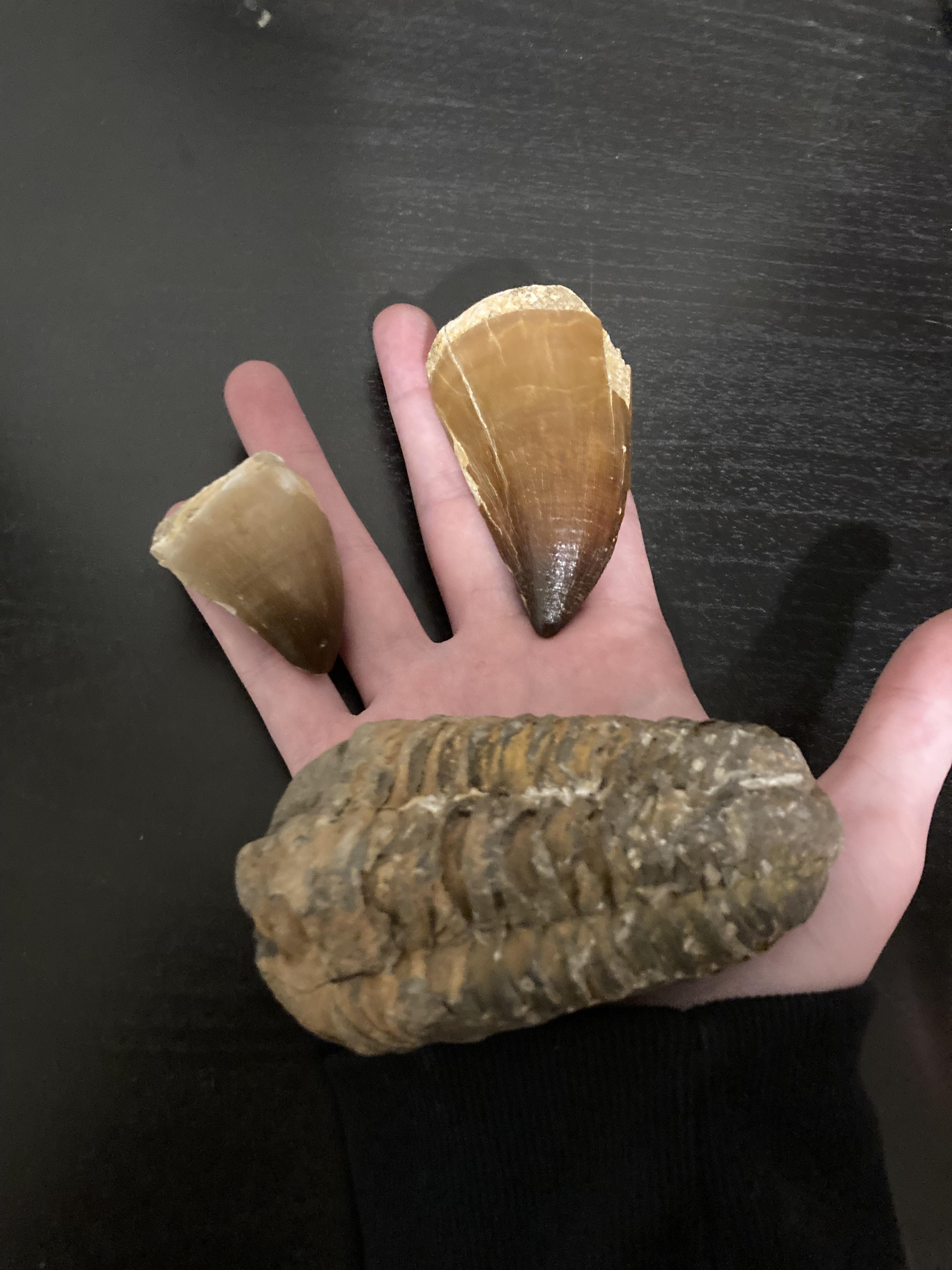 My (small) fossil collection | Scrolller