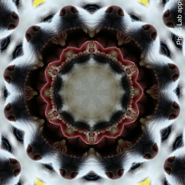 Kaleidoscope pupper! | Scrolller