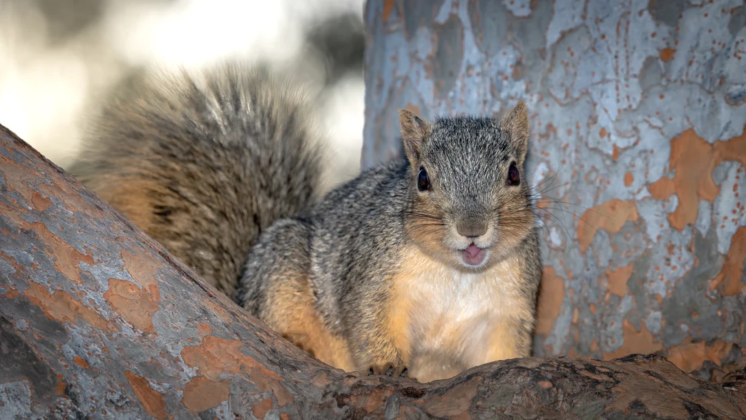 Afternoon Squirrel | Scrolller
