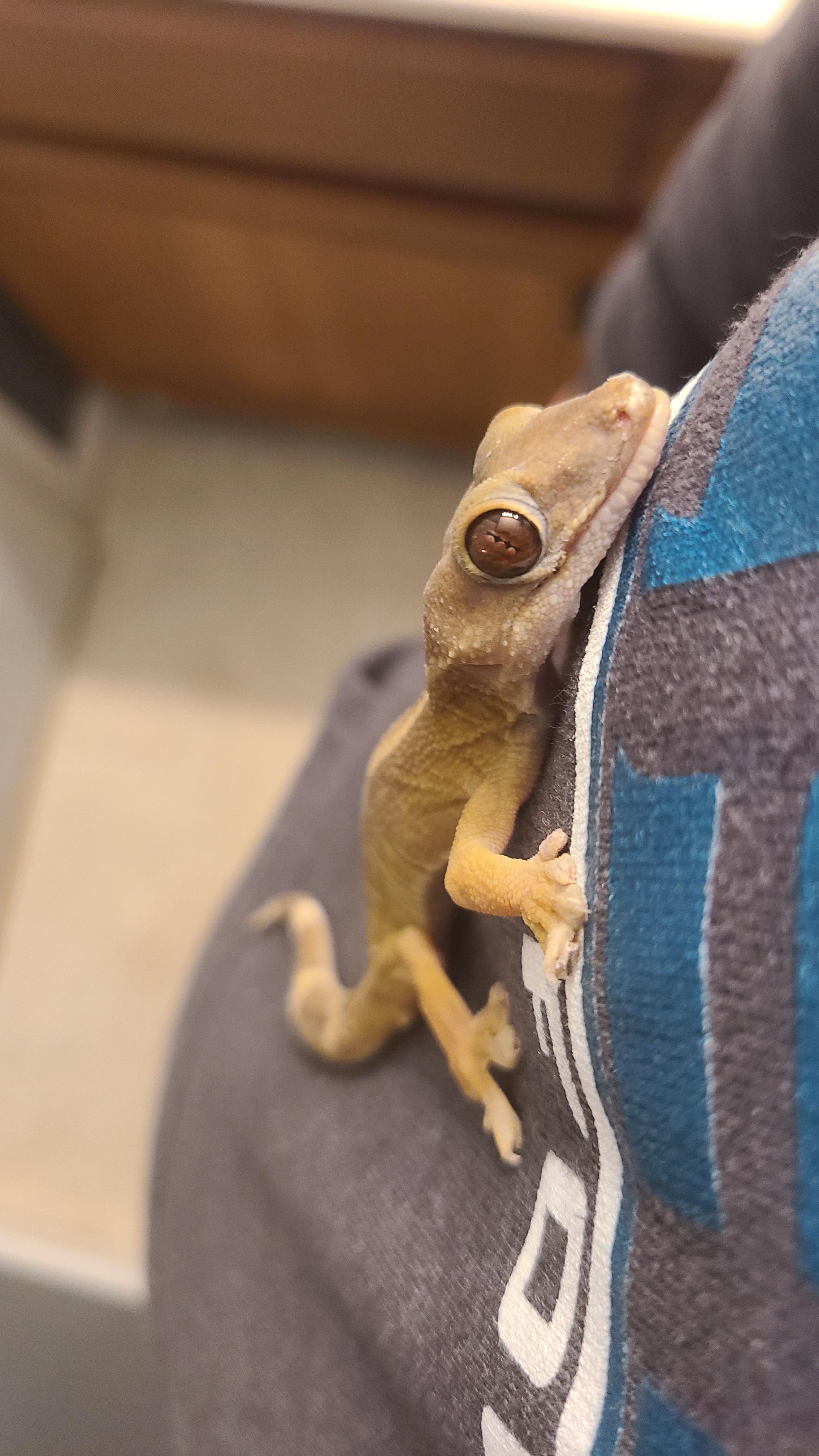 My skunk gecko | Scrolller