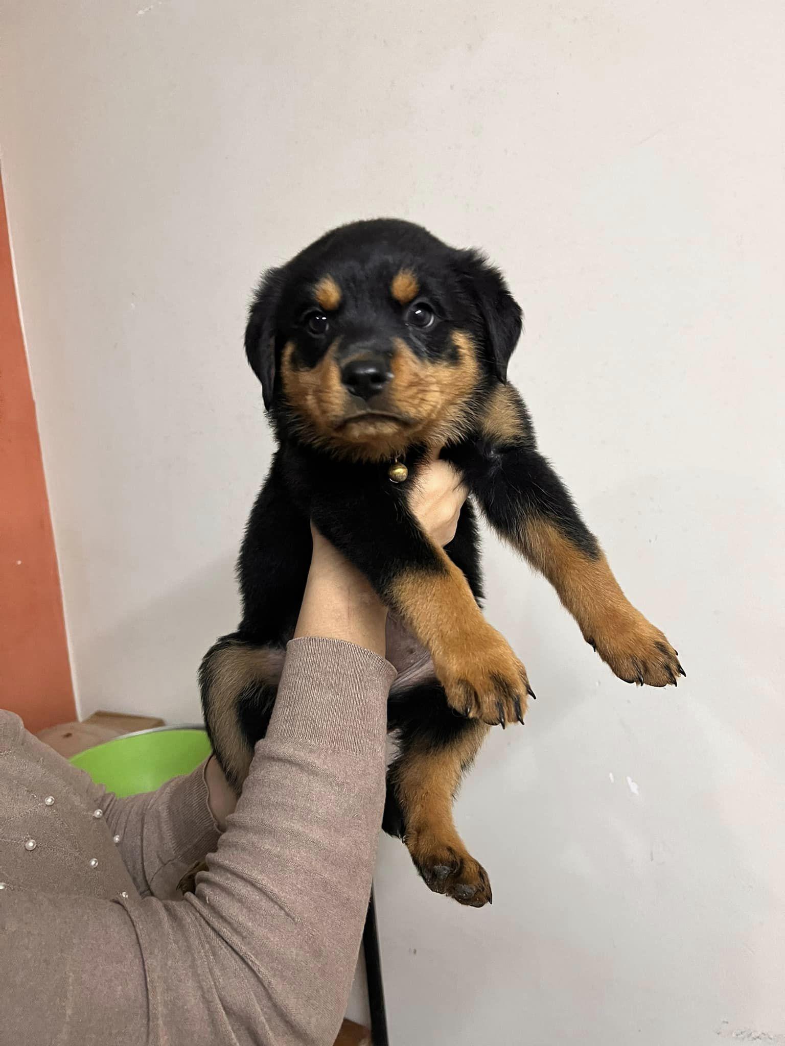 My darling | Scrolller