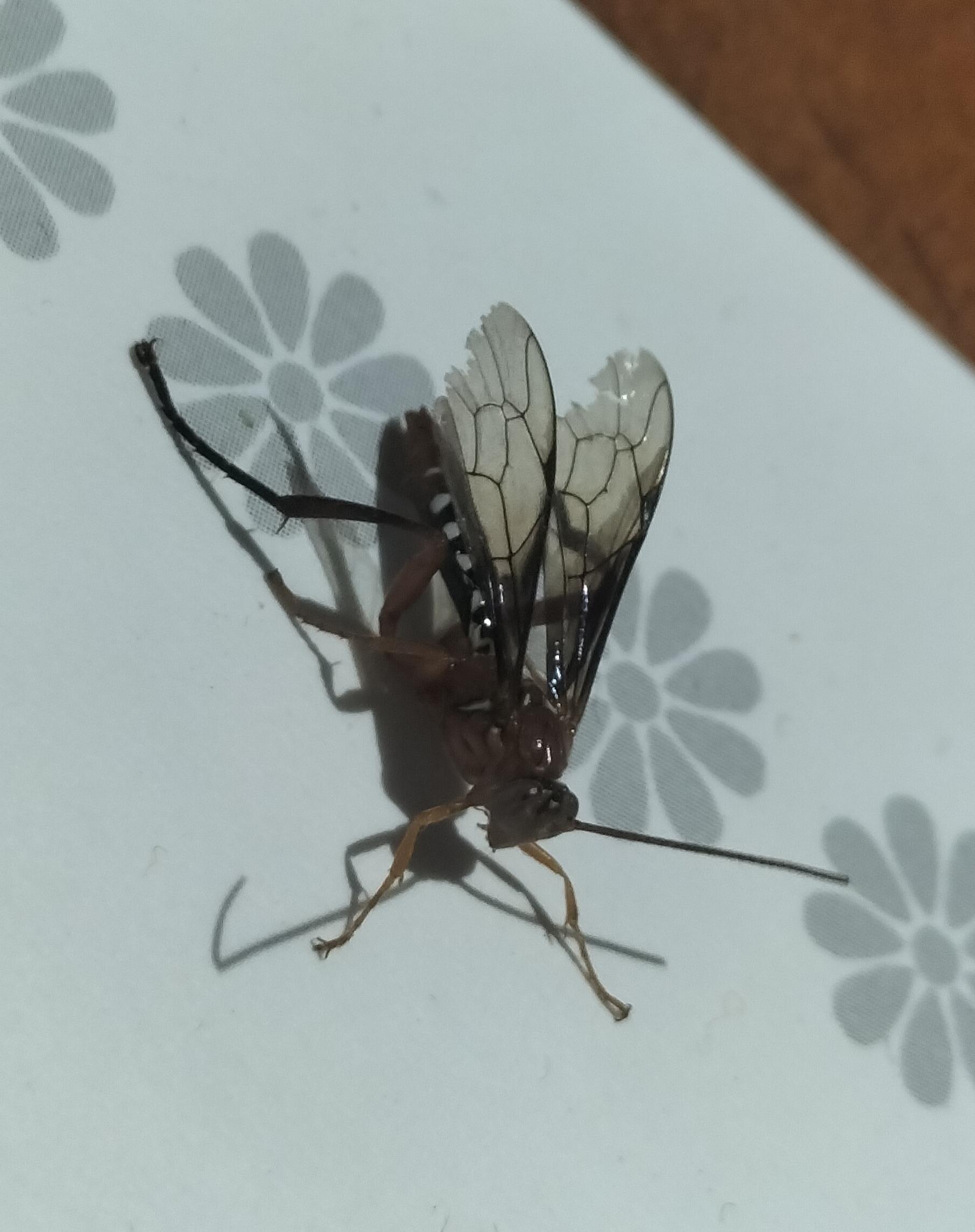 Help ID flying insect | Scrolller