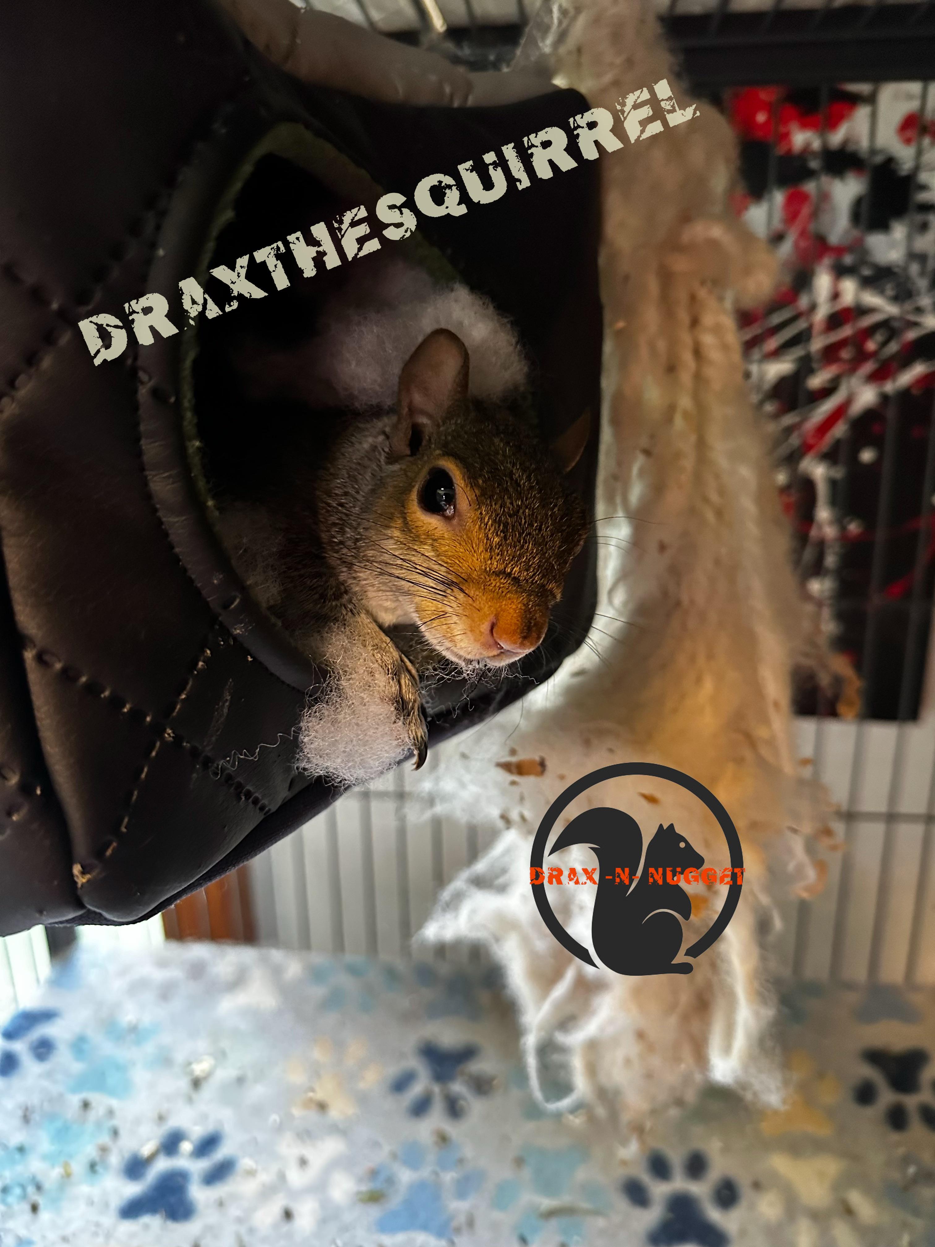 Squirrel | Scrolller