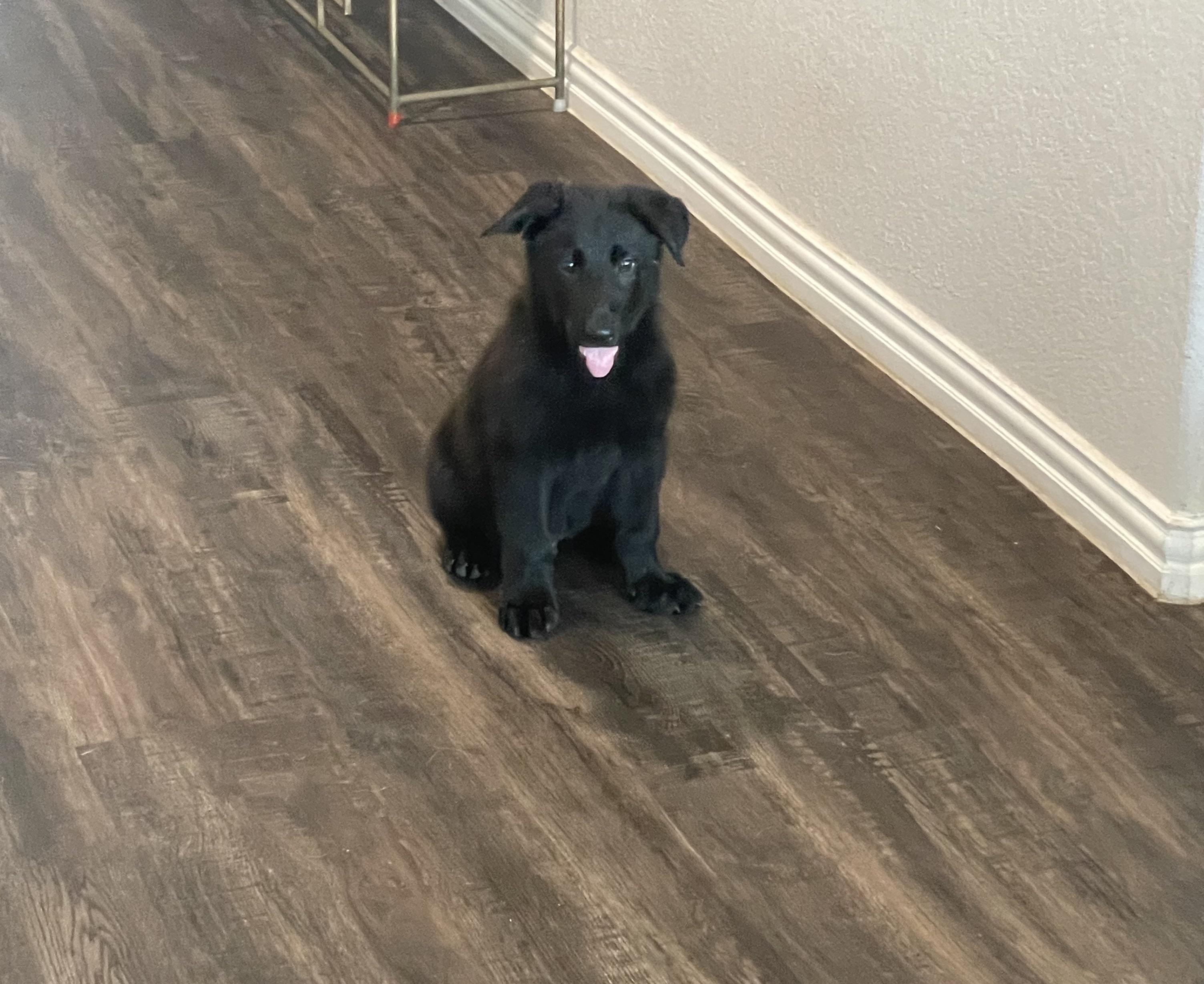 (OC) Mr. Bear | Scrolller