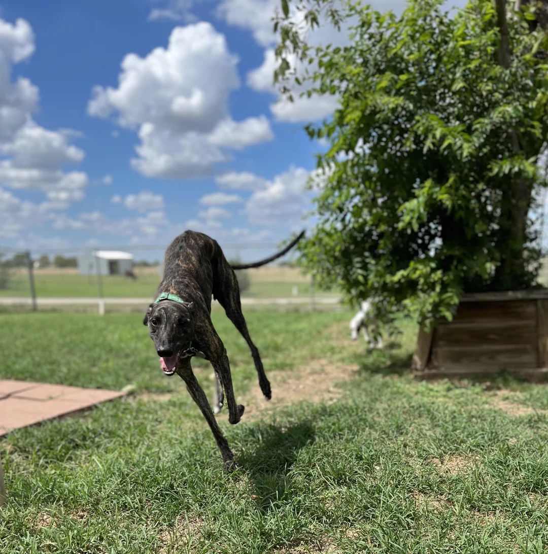 Our goofy puppy greyhound Vince AKA tiger donkey | Scrolller
