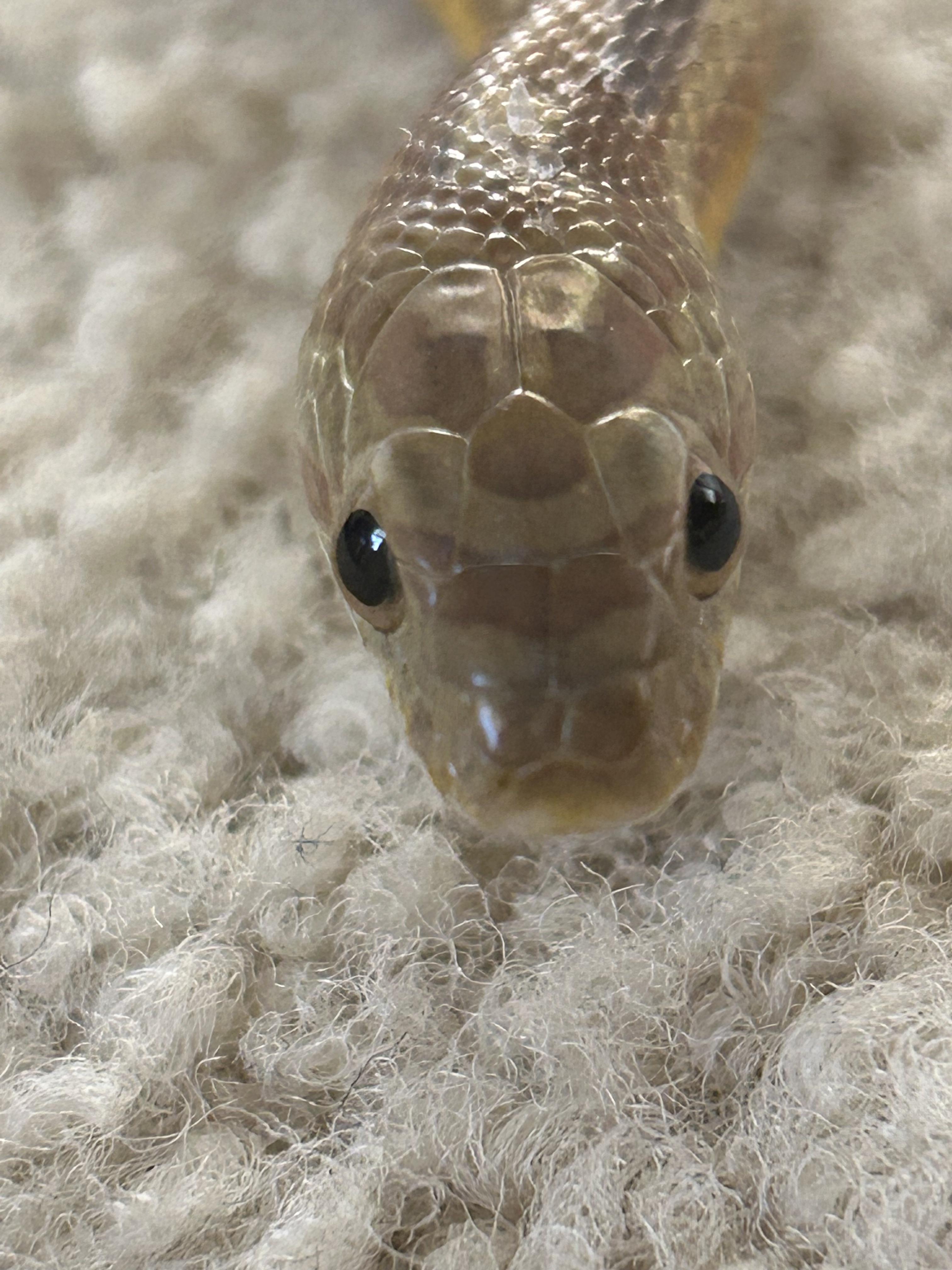 Discover more like Snakes: 🌘🌒 and Related Content | Scrolller