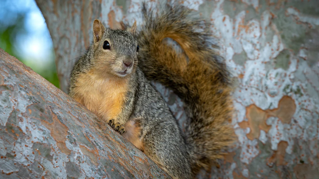 Handsome Mother Squirrel | Scrolller