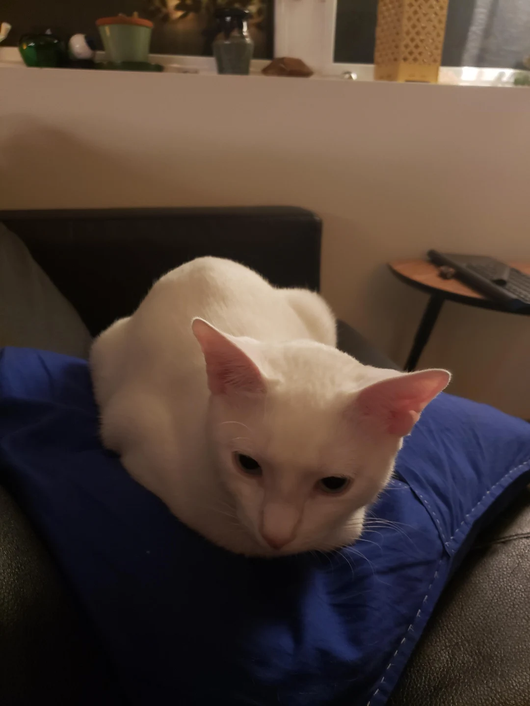 Raw loaf | Scrolller