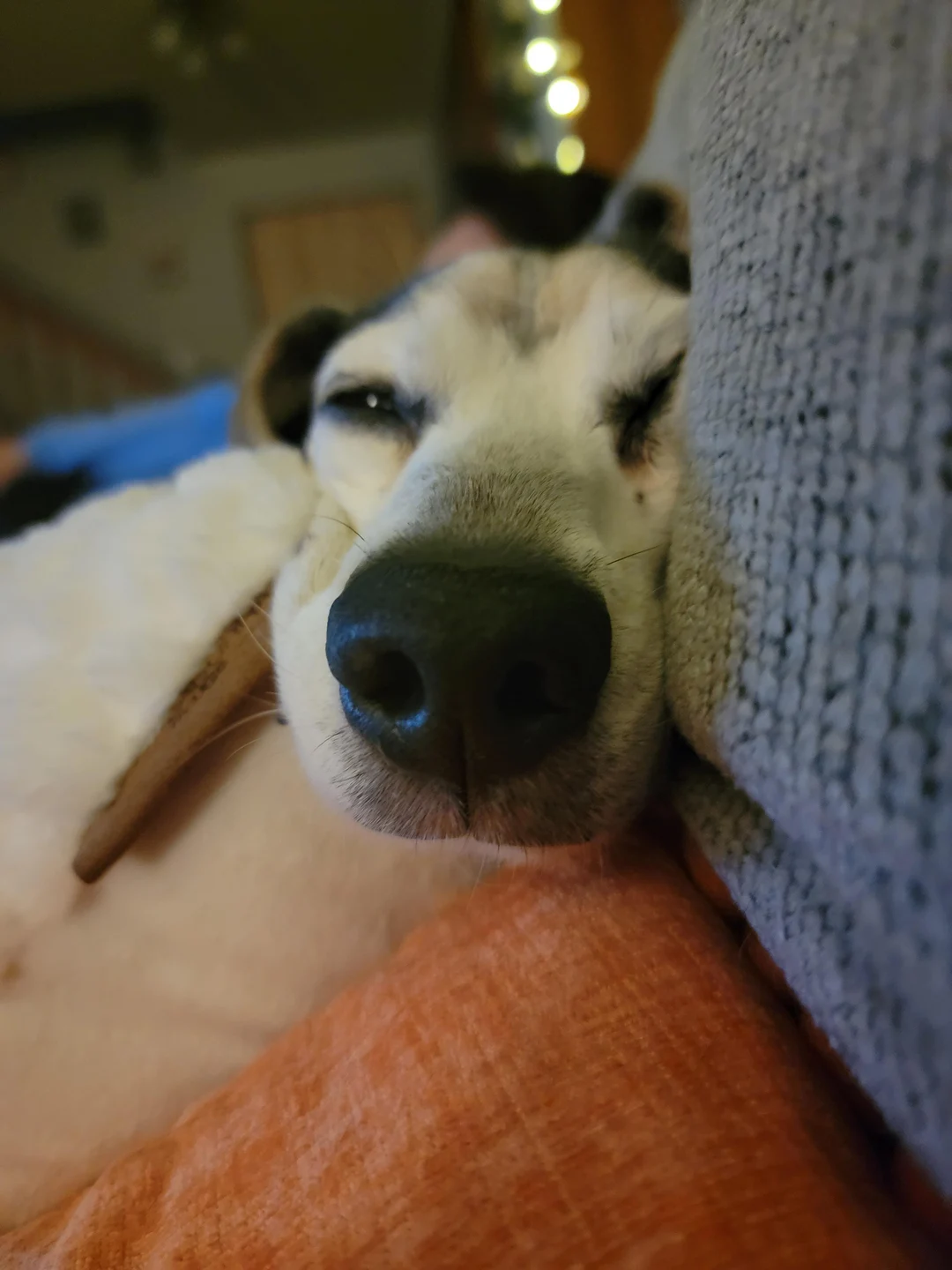 This beagle is ready for ALL the nose boops. | Scrolller