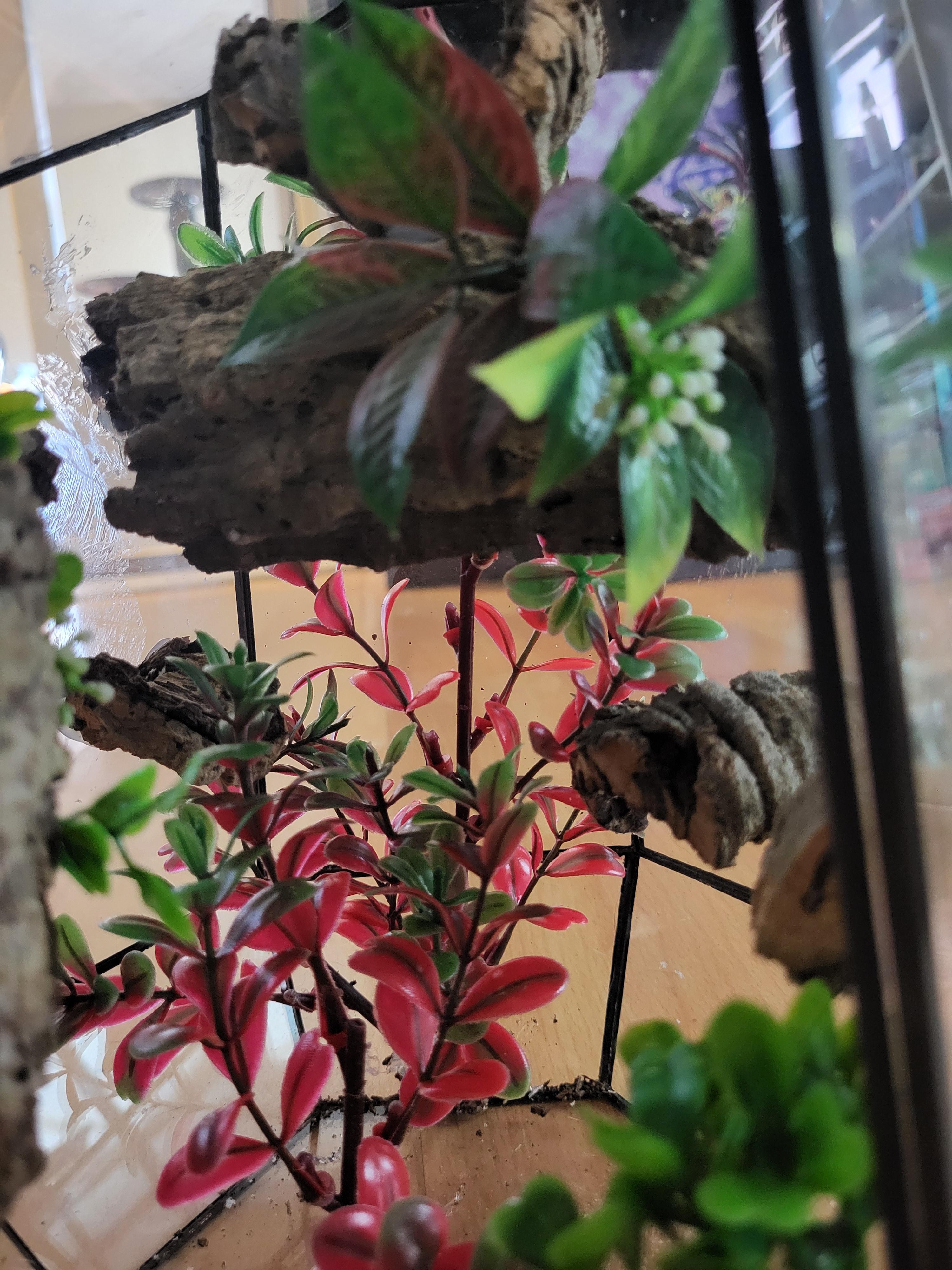 Joker's new enclosure progress | Scrolller