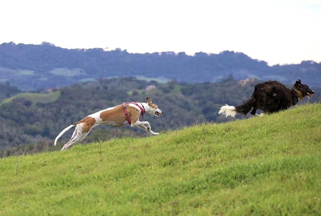 Playing in the fields! | Scrolller