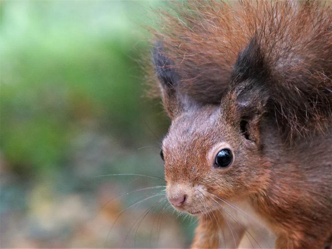 Chocolate Button is looking very handsome now his ear tufts have grown back. | Scrolller